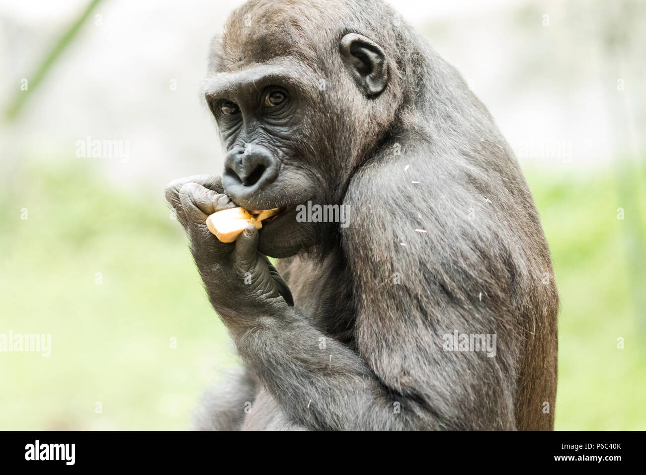 Mountain gorilla eating fruit hi-res stock photography and images - Alamy