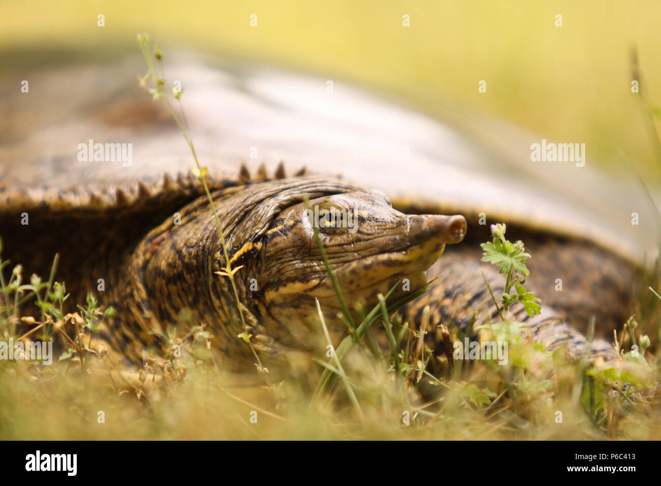 Female Spiny Softshell Turtle Searching for a Place to Lay Eggs Stock ...