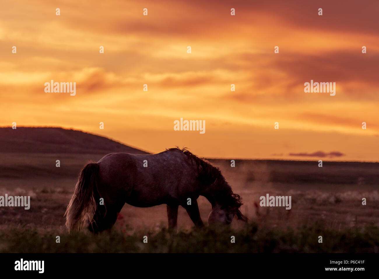 Wild Horse At Sunset Stock Photo Alamy