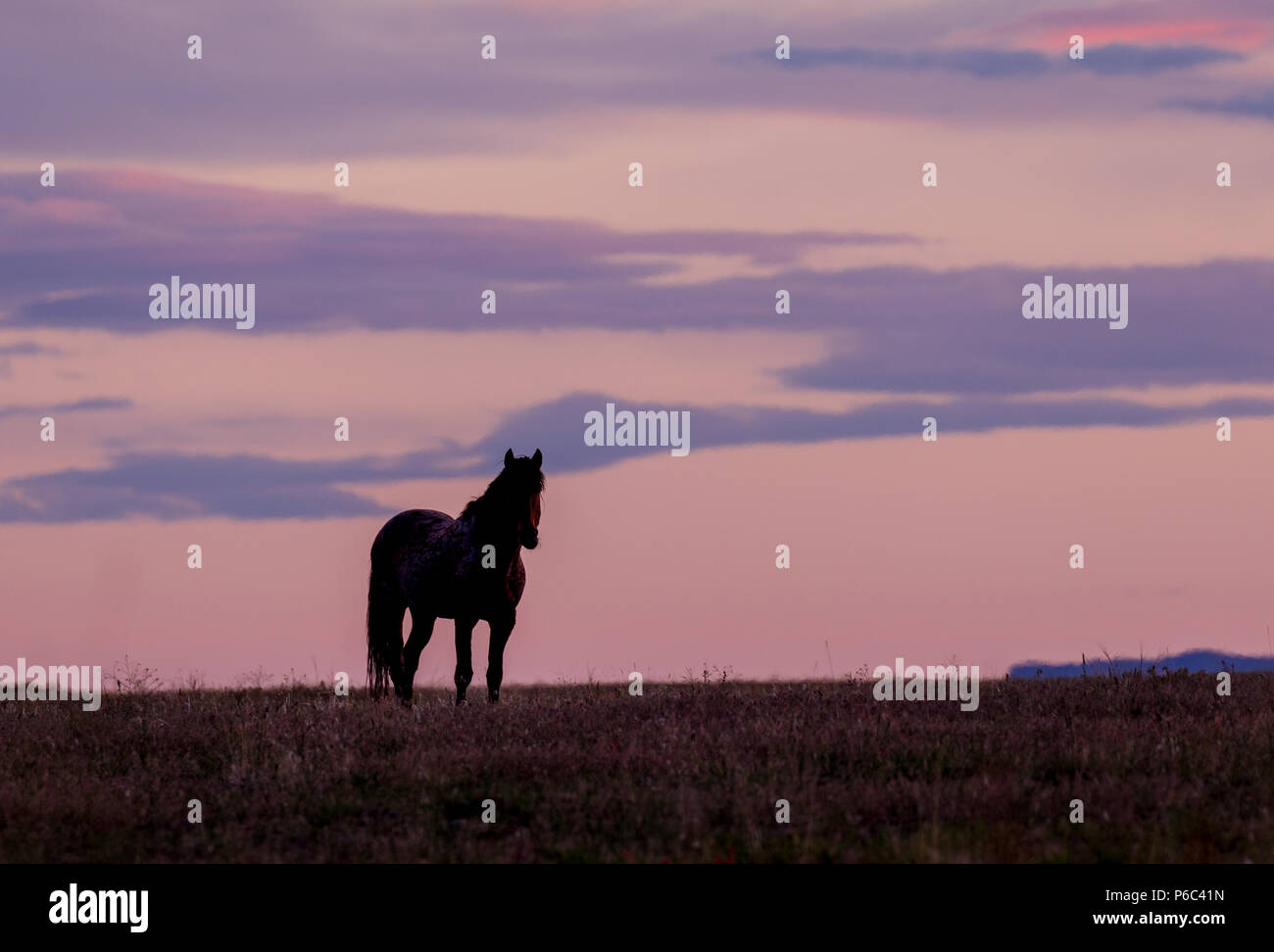 Wild Horse At Sunset Stock Photo Alamy