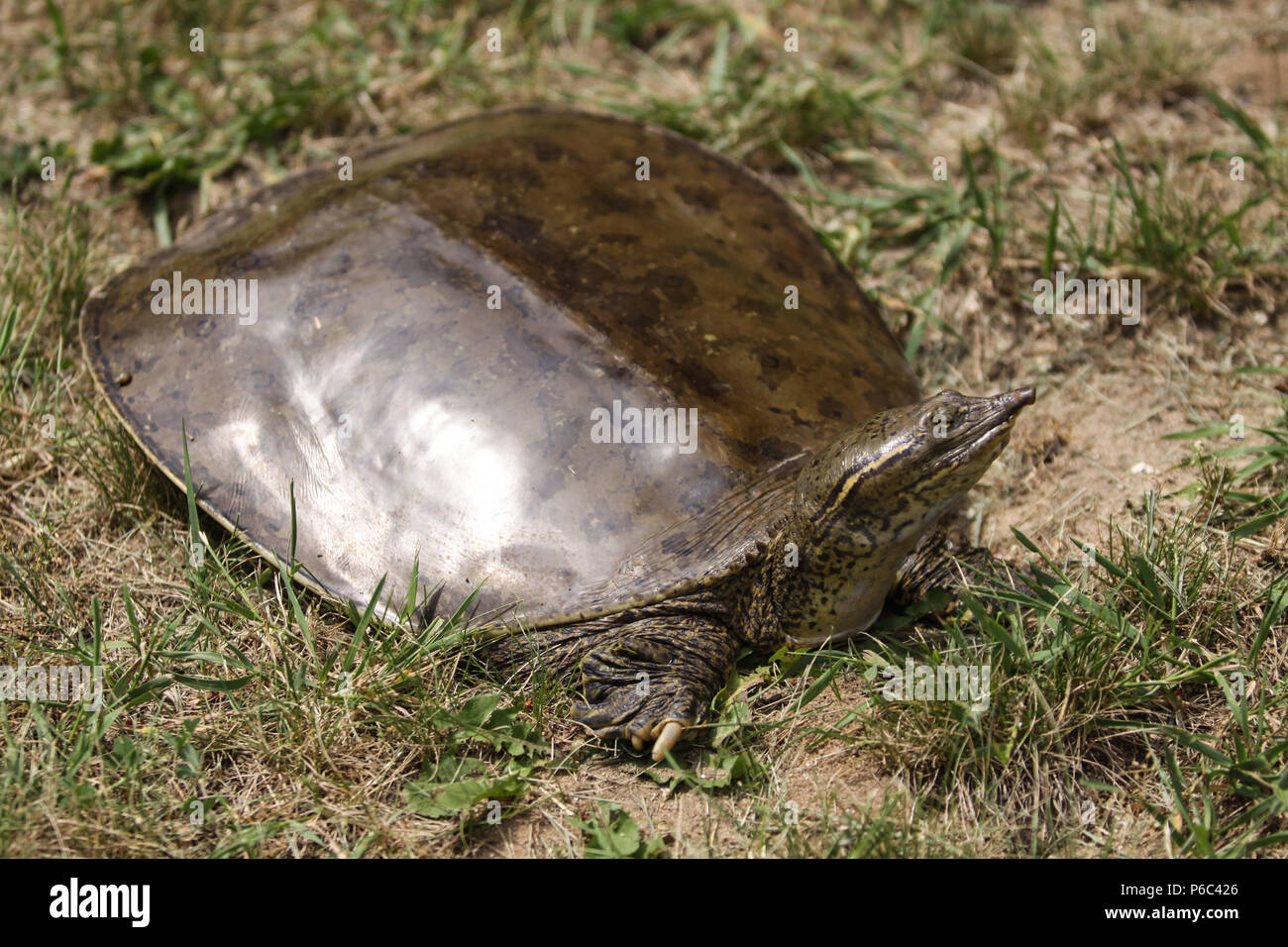 Spiny Softshell Turtle Eggs