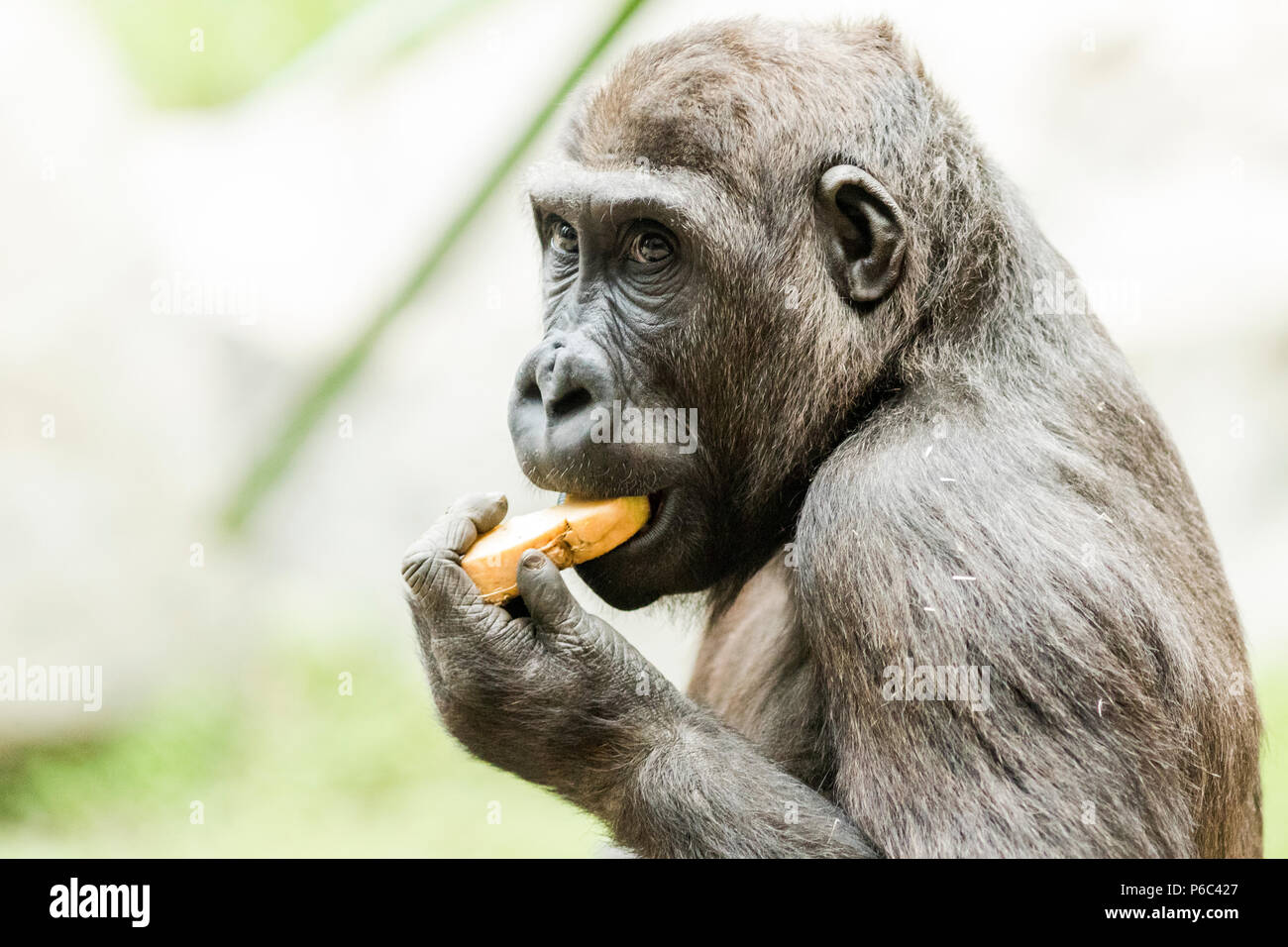 Zoo Eating Scene Stock Photos & Zoo Eating Scene Stock Images - Alamy