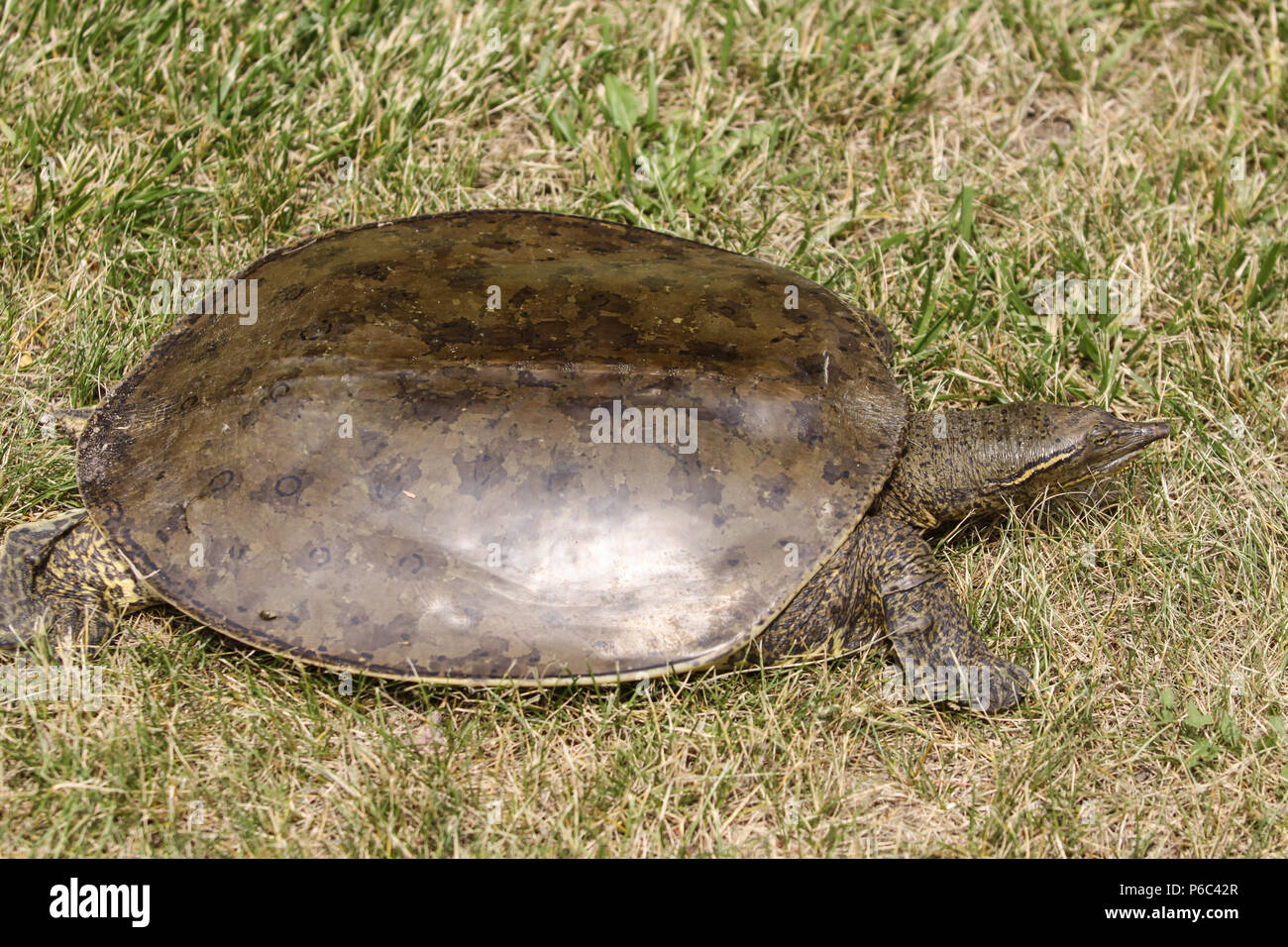 Spiny Softshell Turtle Eggs