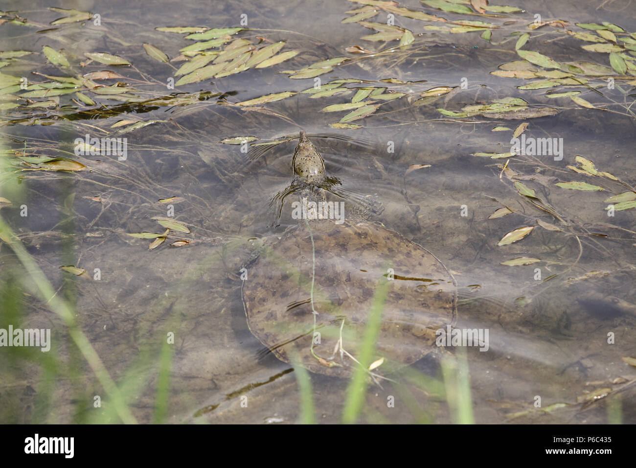 Female Spiny Softshell Turtle Swimming in the Water Stock Photo - Alamy