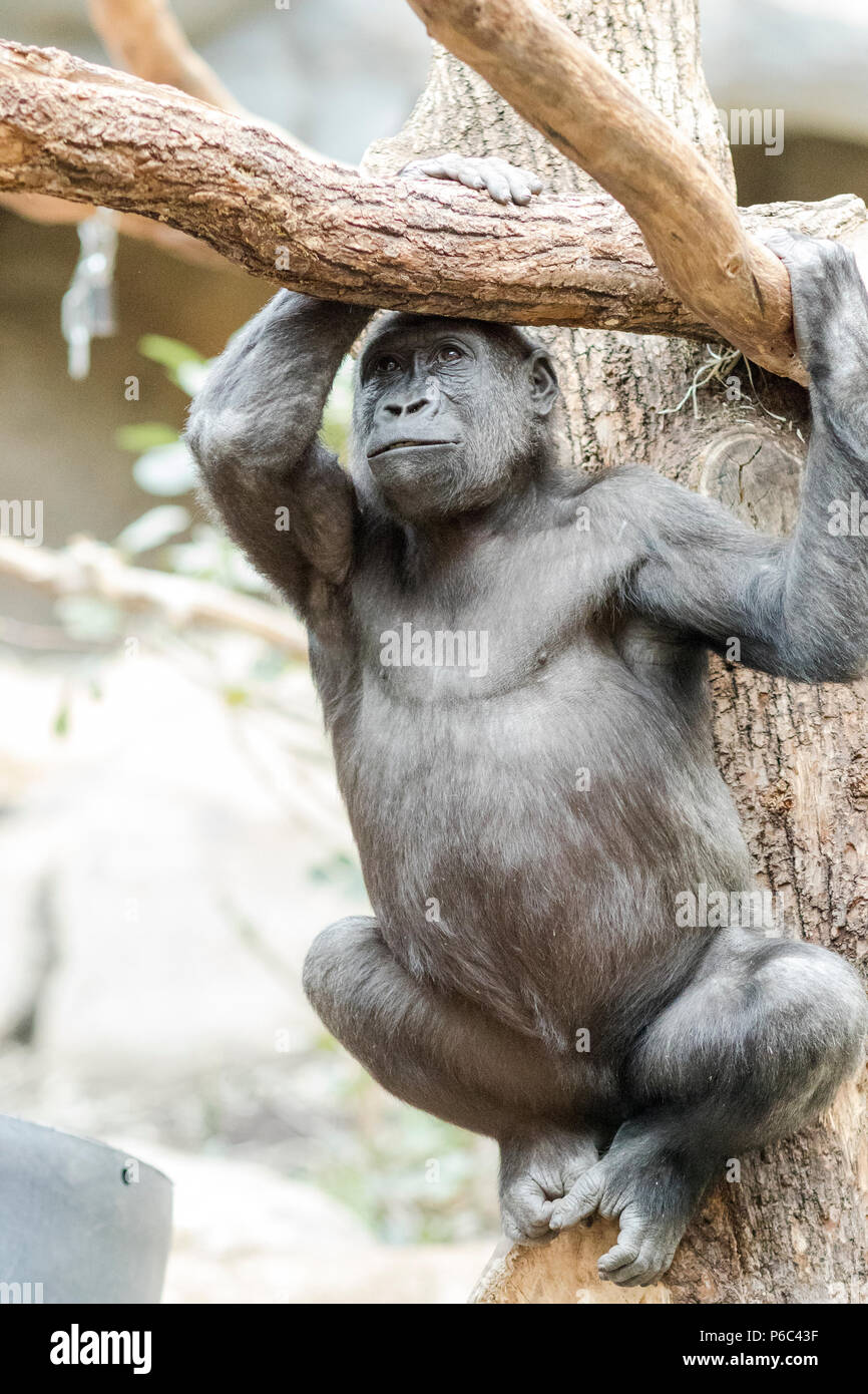 Gorilla sitting on a tree thoughtfully in daylight Stock Photo - Alamy