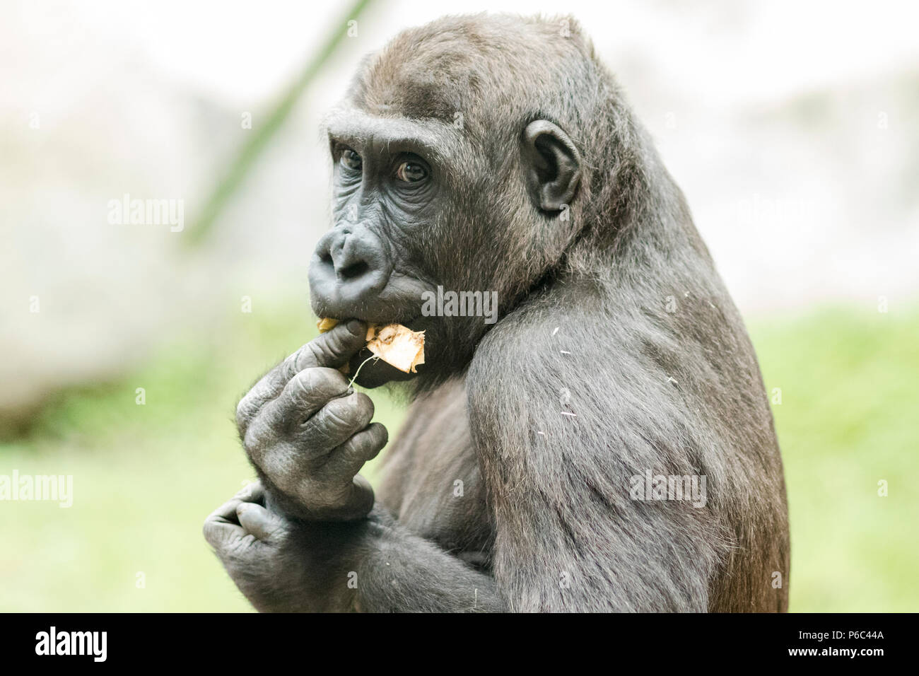 Mountain gorilla eating fruit hi-res stock photography and images - Alamy