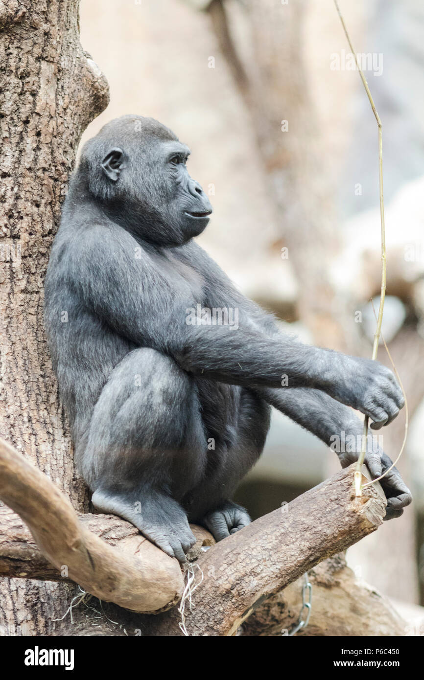 Gorilla sitting on a tree thoughtfully in daylight Stock Photo - Alamy
