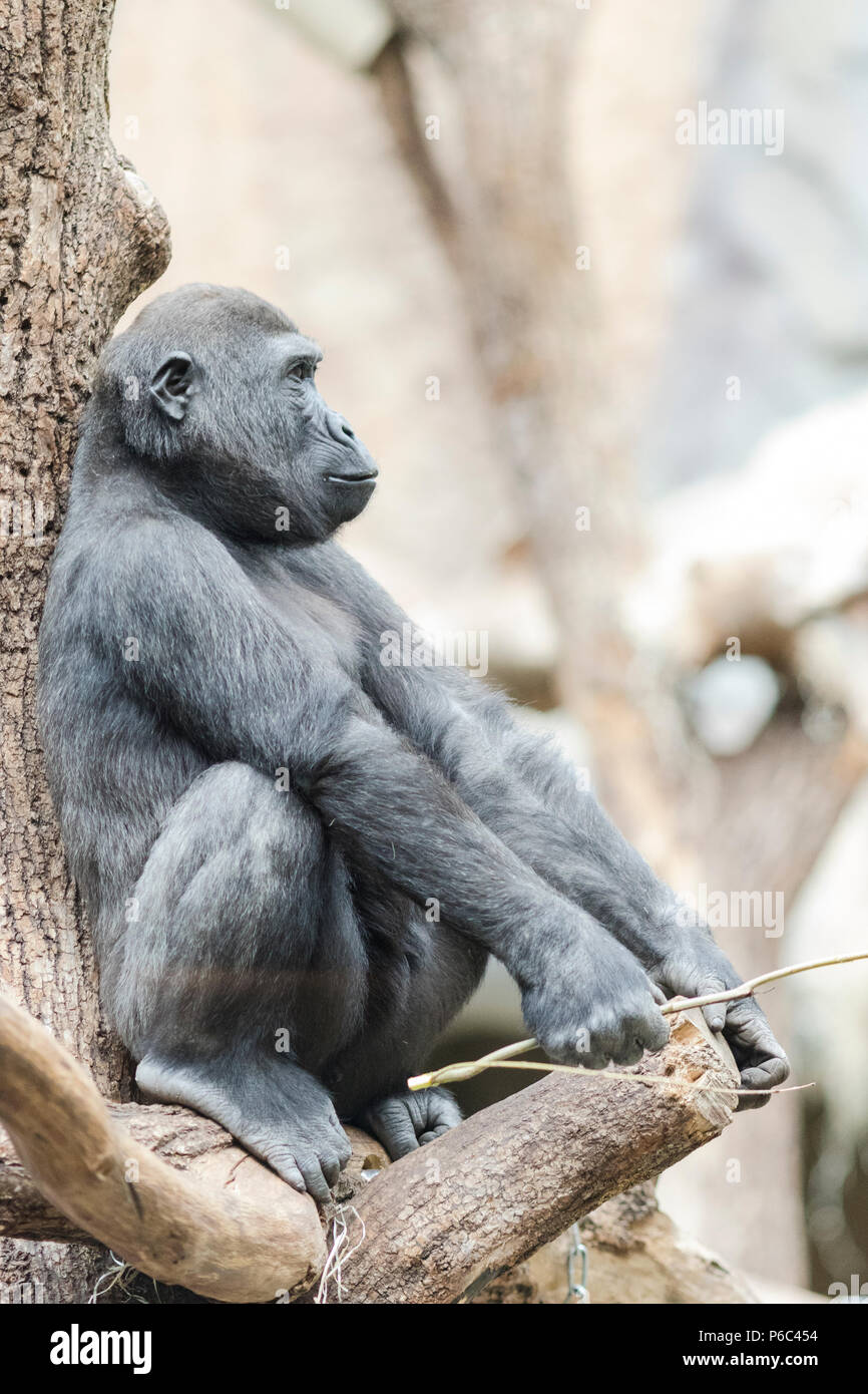Gorilla sitting on a tree thoughtfully in daylight Stock Photo - Alamy