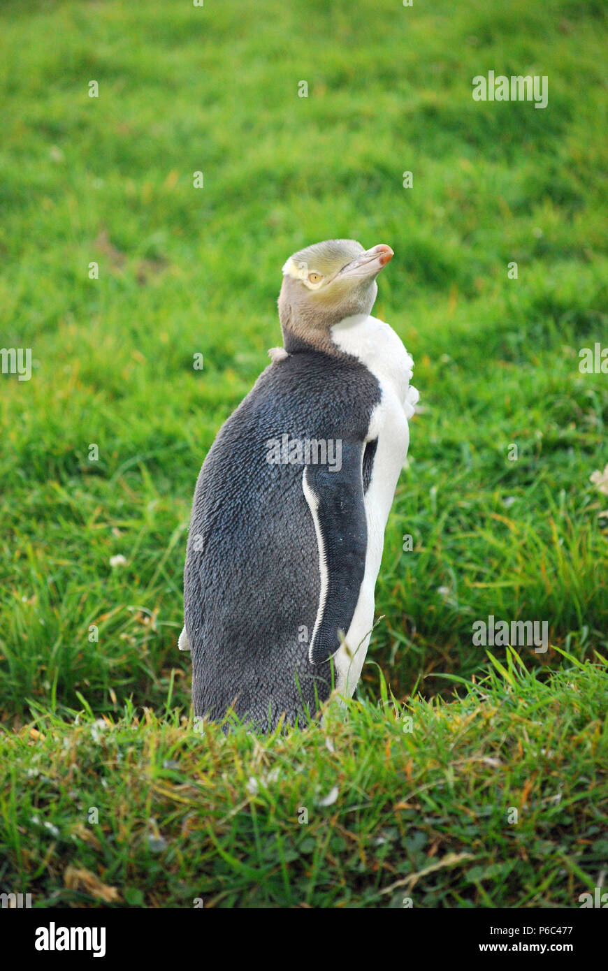 Yellow eyed penguin Stock Photo - Alamy