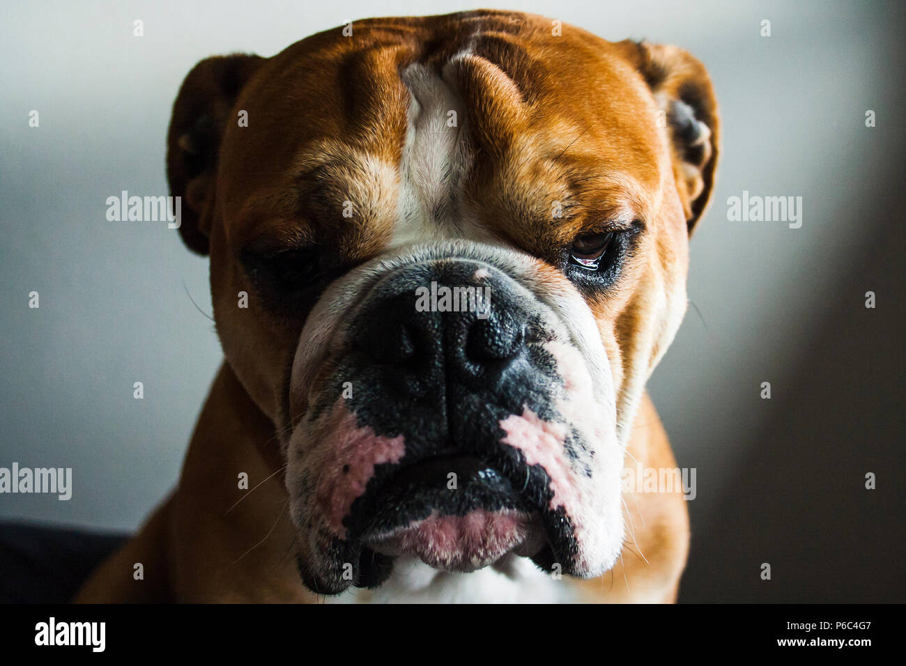 portrait of dog of the english bulldog breed Stock Photo - Alamy