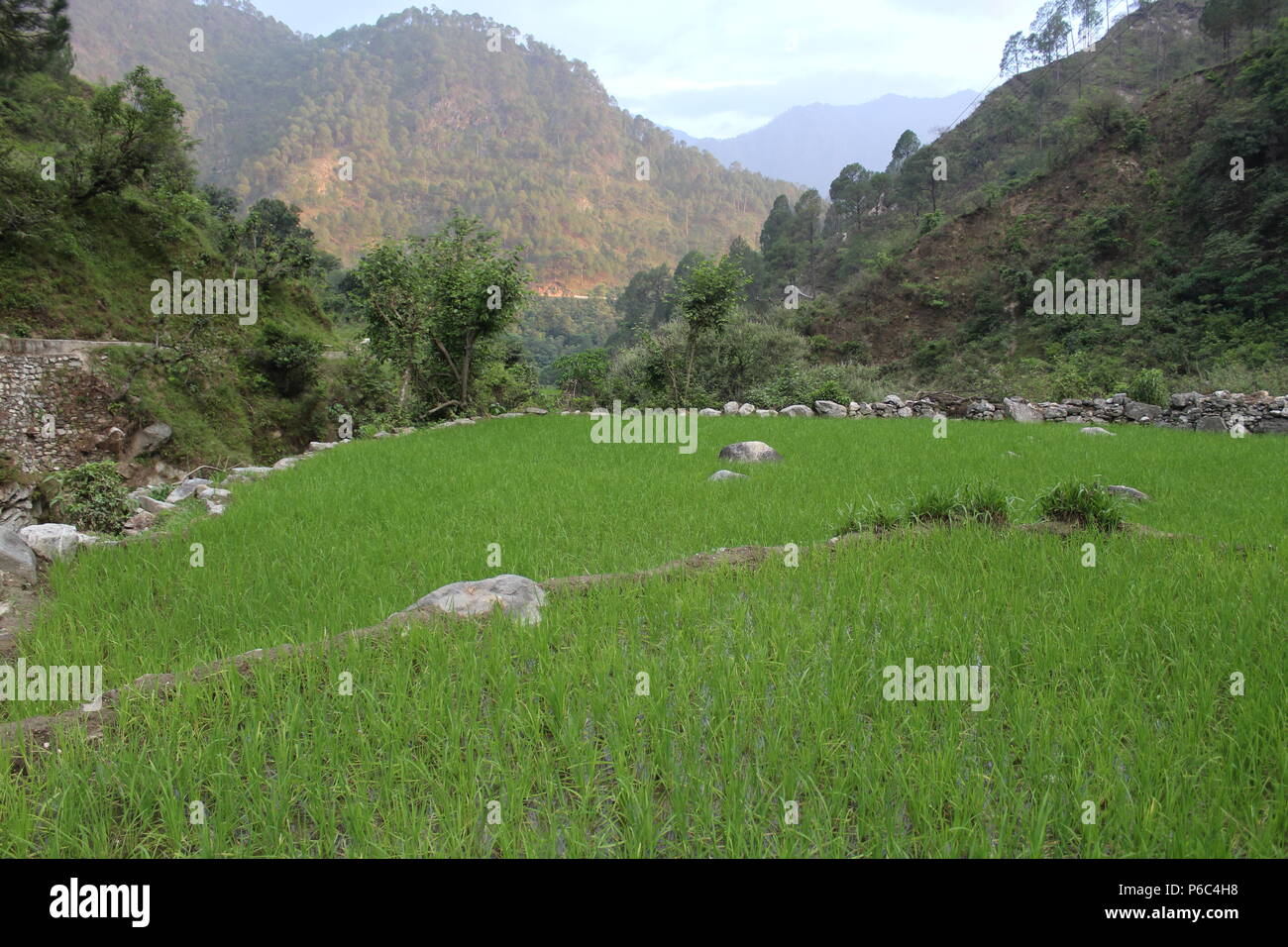beautiful view of Farmer Field in Uttarakhand Himalaya Stock Photo - Alamy