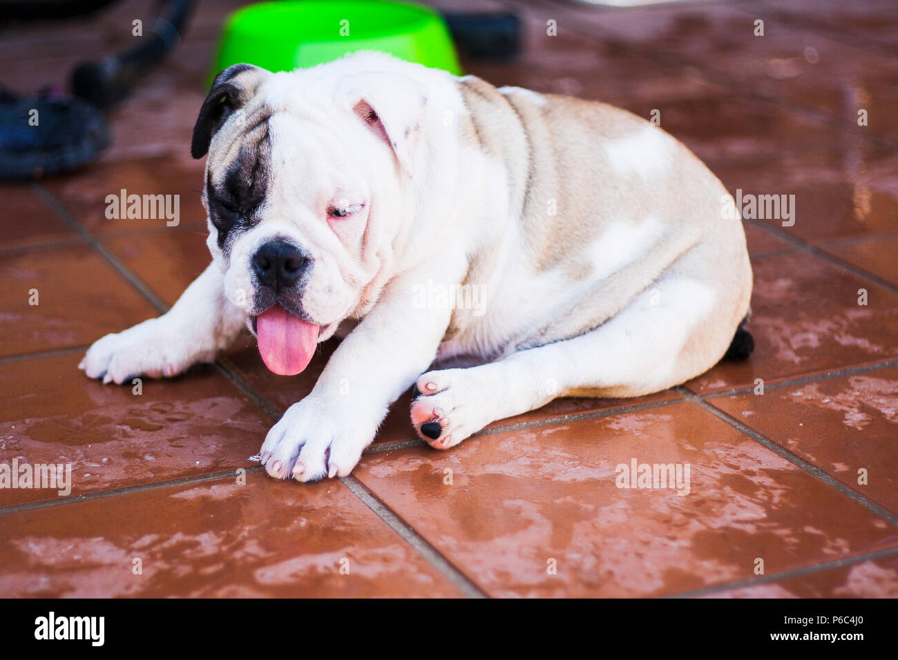 portrait of dog of the english bulldog breed Stock Photo - Alamy