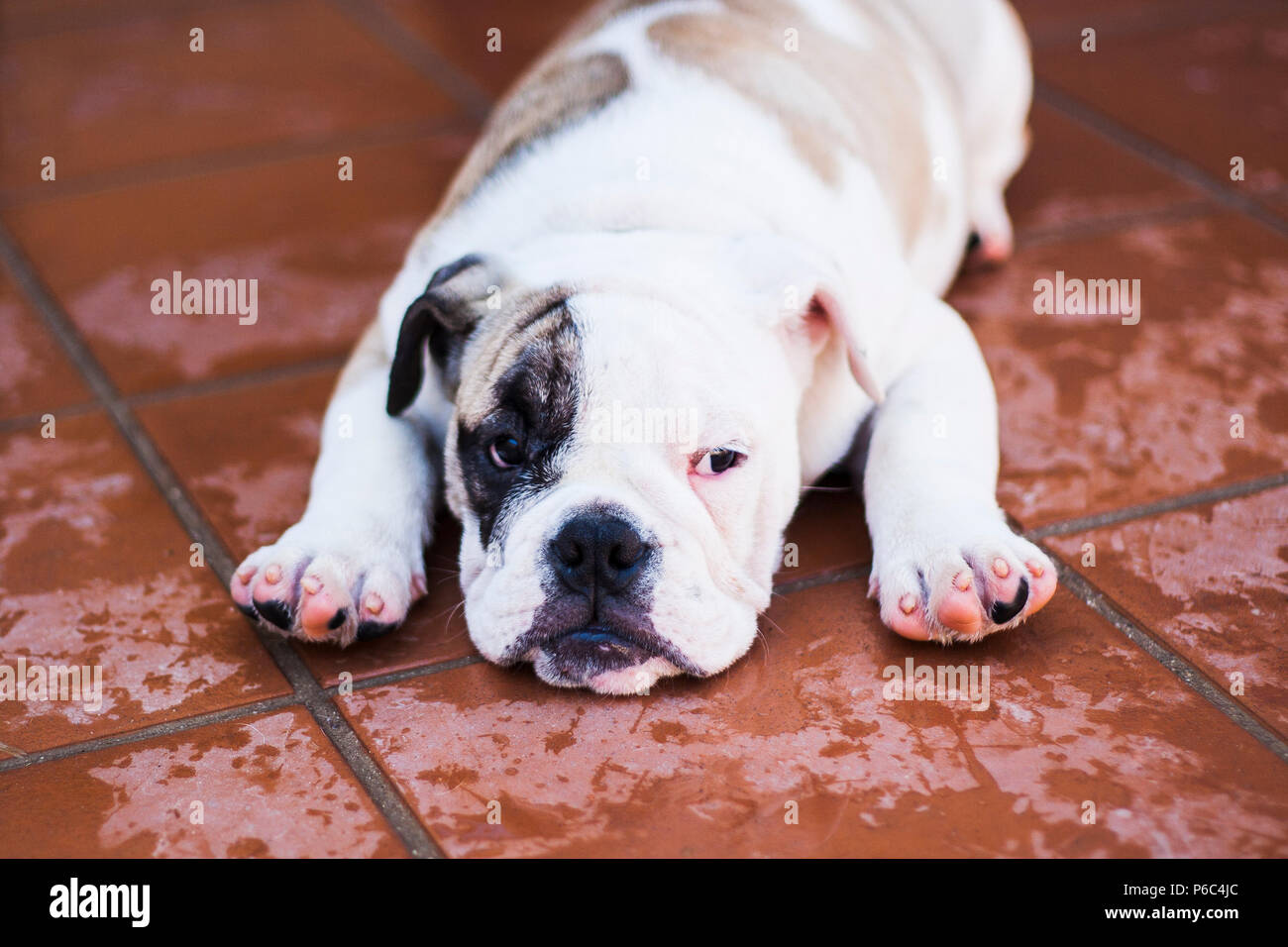 portrait of dog of the english bulldog breed Stock Photo - Alamy