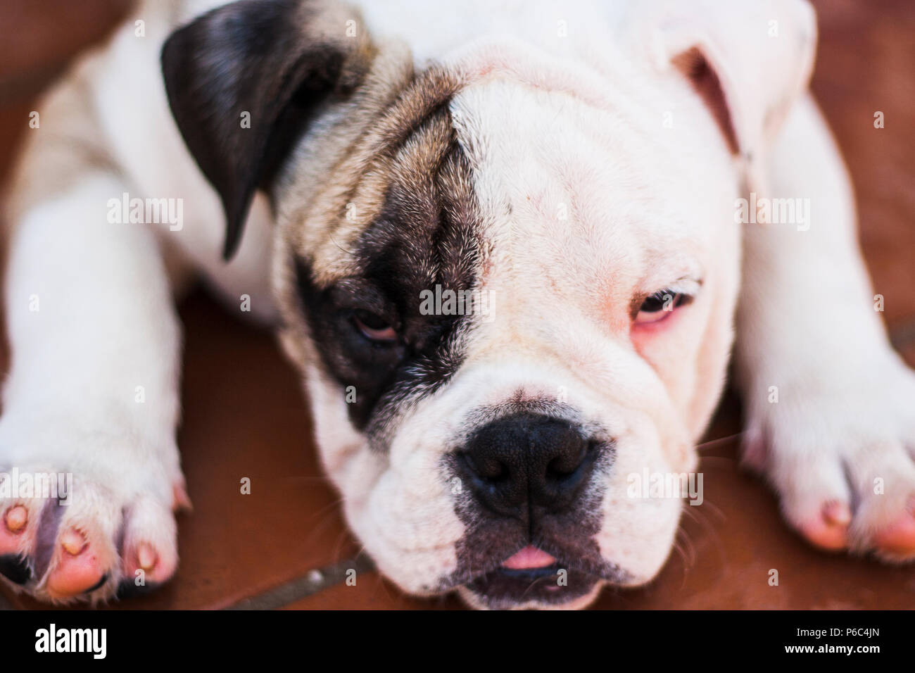 portrait of dog of the english bulldog breed Stock Photo - Alamy