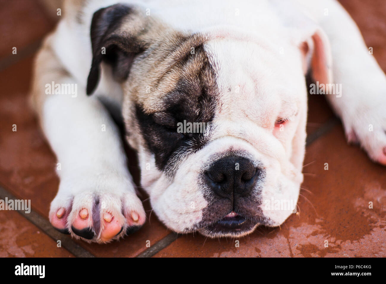 portrait of dog of the english bulldog breed Stock Photo - Alamy