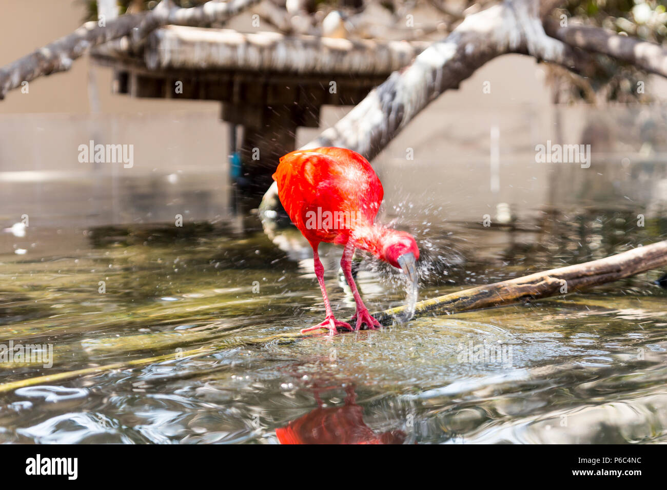 Scarlet ibis eating hi-res stock photography and images - Alamy