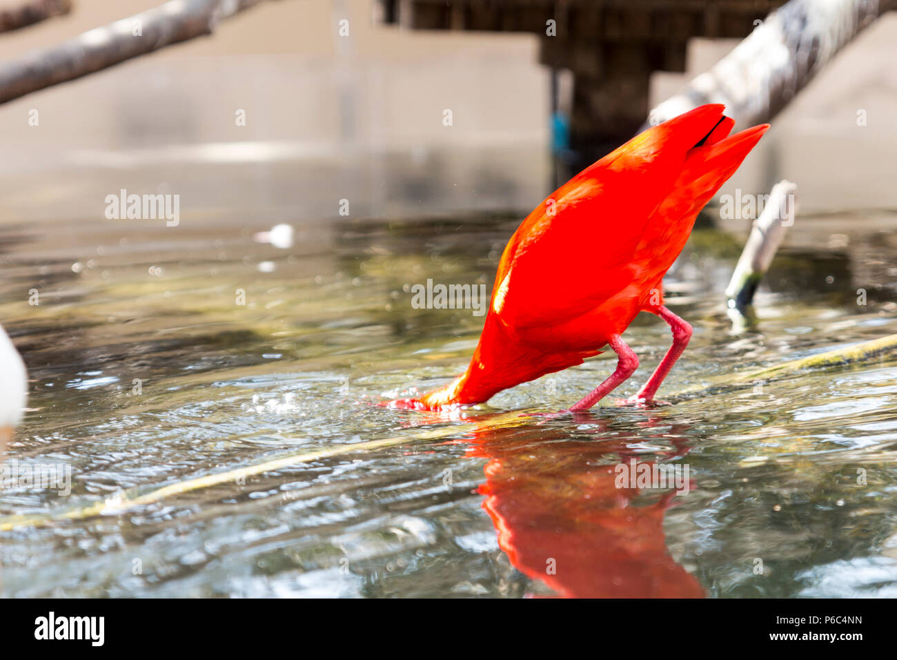 Scarlet ibis eating hi-res stock photography and images - Alamy