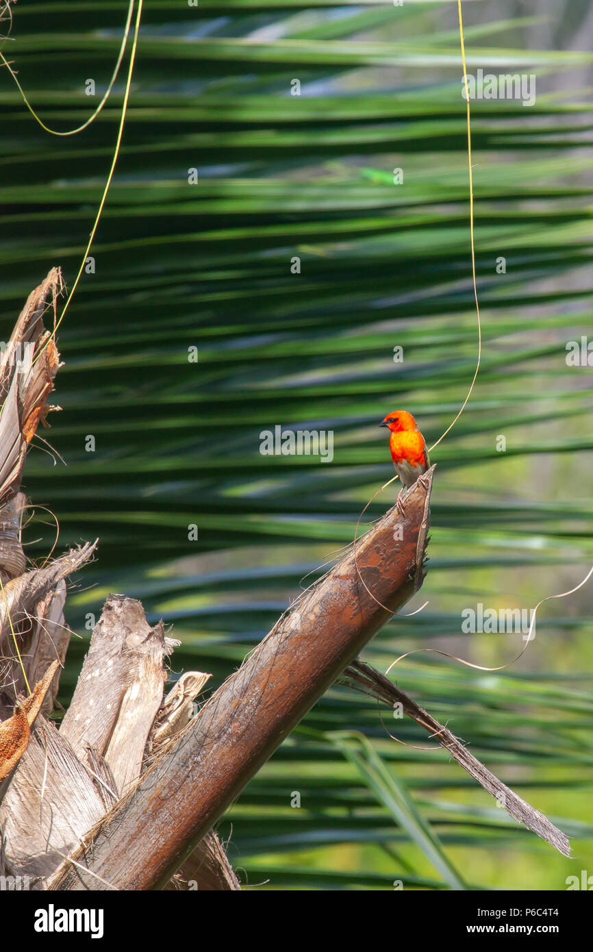 Red Fody (Foudia madagascariensis) sitting on a palm tree on Praslin ...