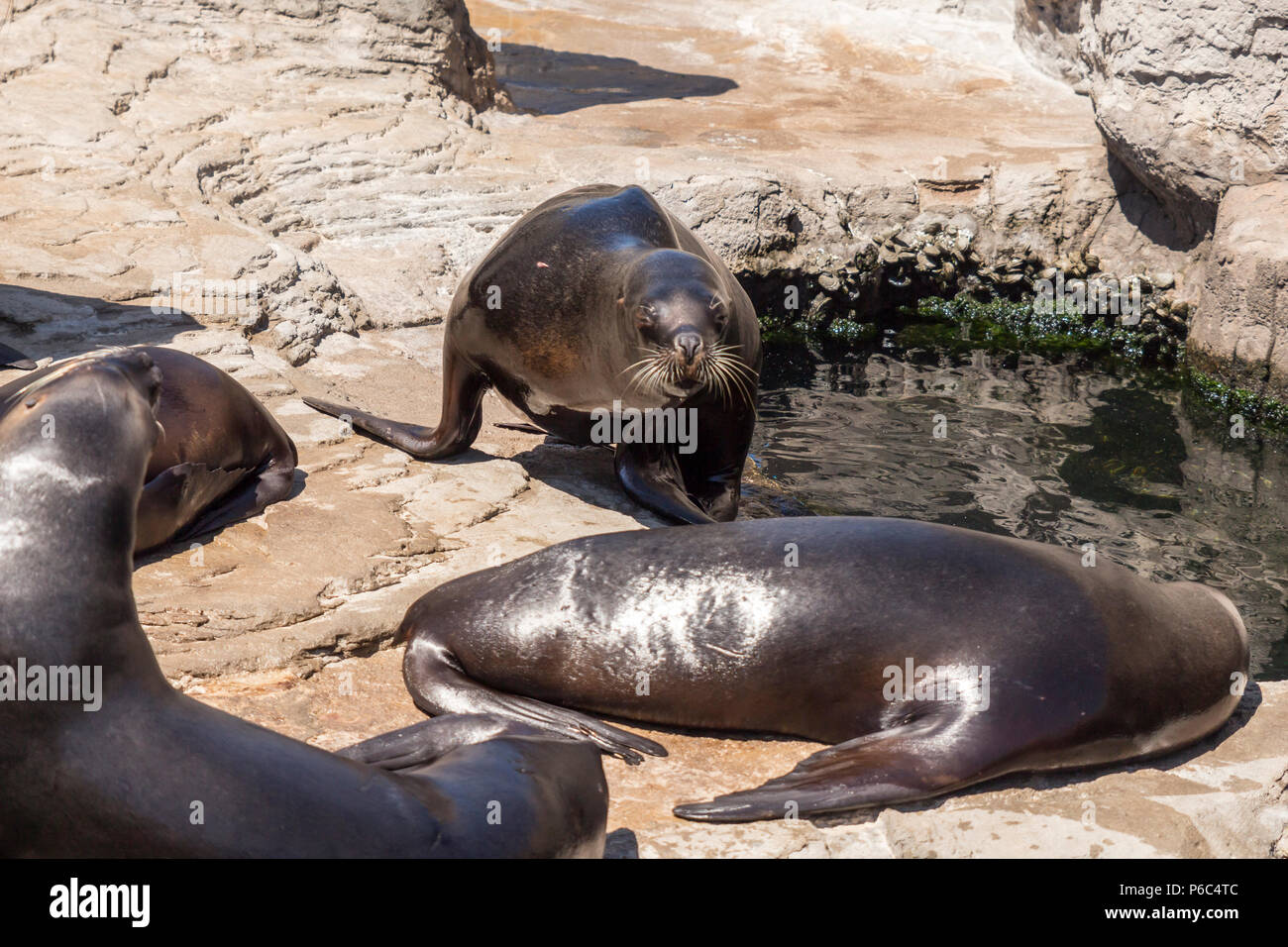 sea lions lying on the rocks Stock Photo - Alamy