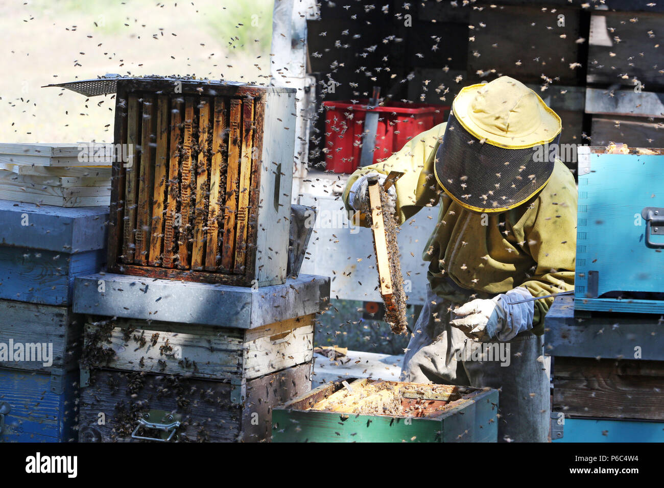 Beekeepers suit hi-res stock photography and images - Alamy