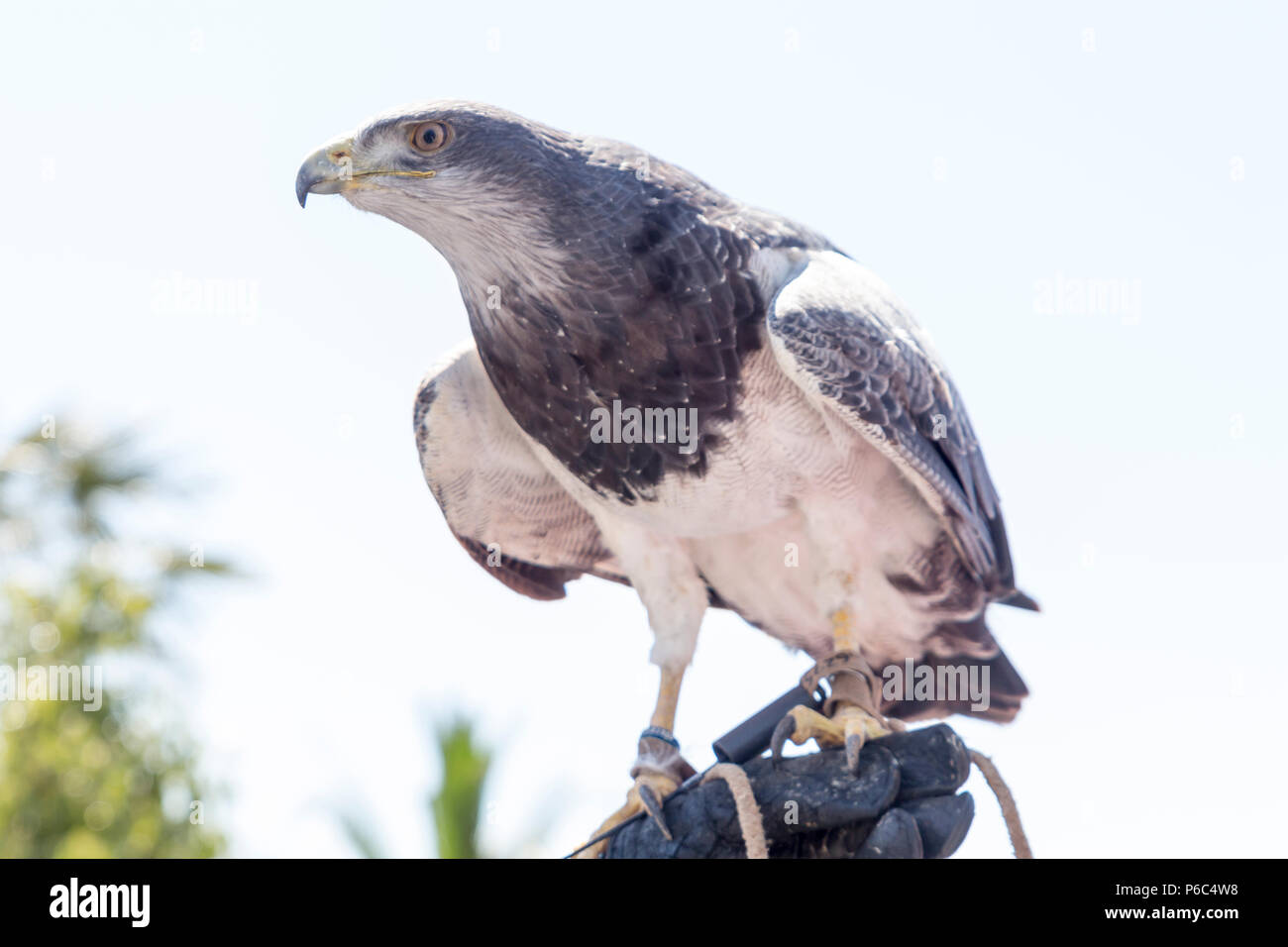 Falcon on human hand hi-res stock photography and images - Alamy