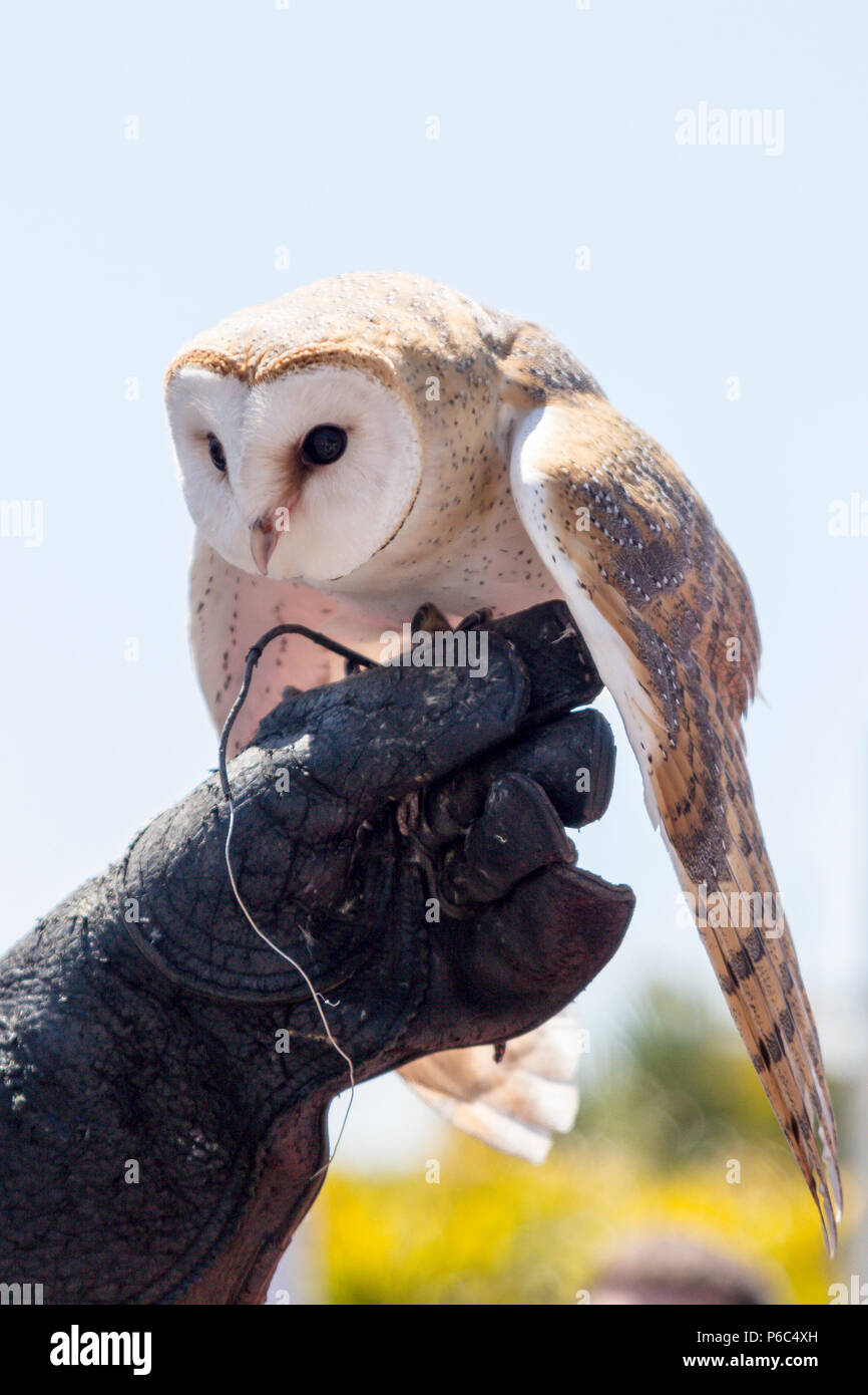 Barn owl handler hi-res stock photography and images - Alamy
