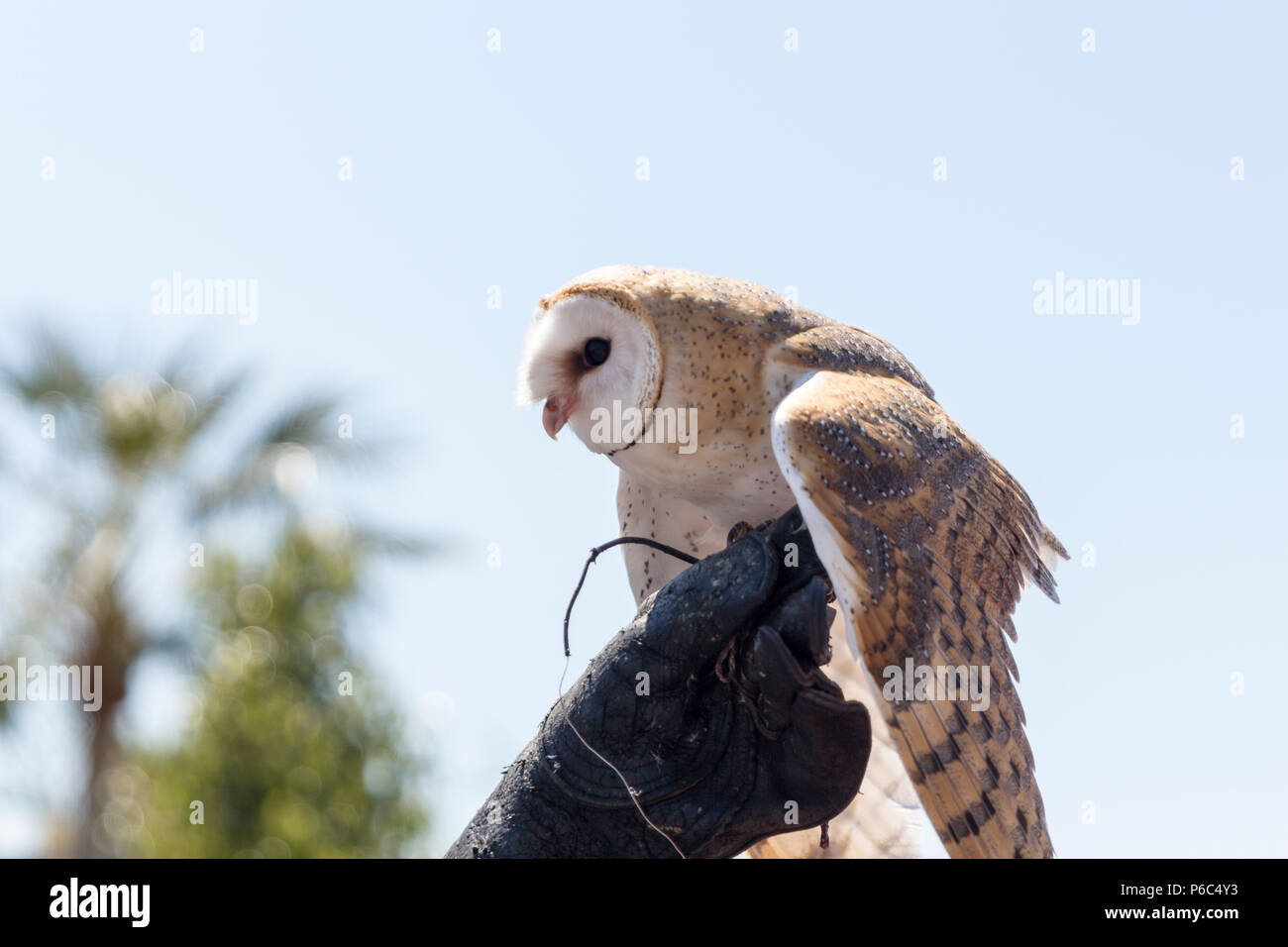 Barn owl handler hi-res stock photography and images - Alamy