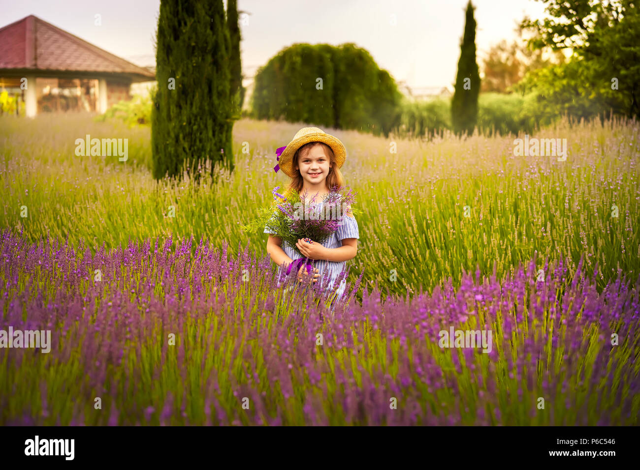 Lavender in the rain hi-res stock photography and images - Alamy