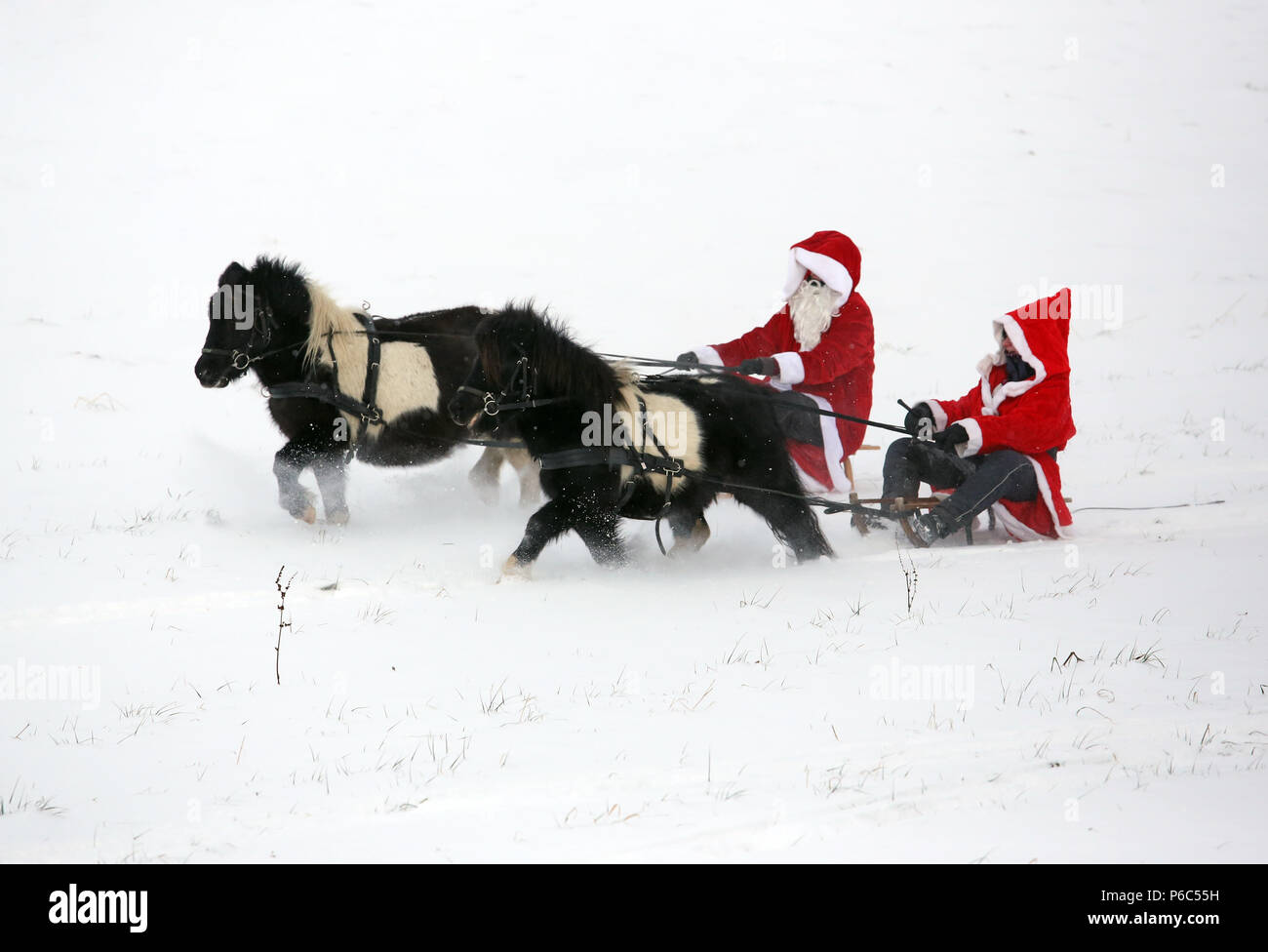 Oberoderwitz, women dressed up as Christmas men make a sleigh ride with ...