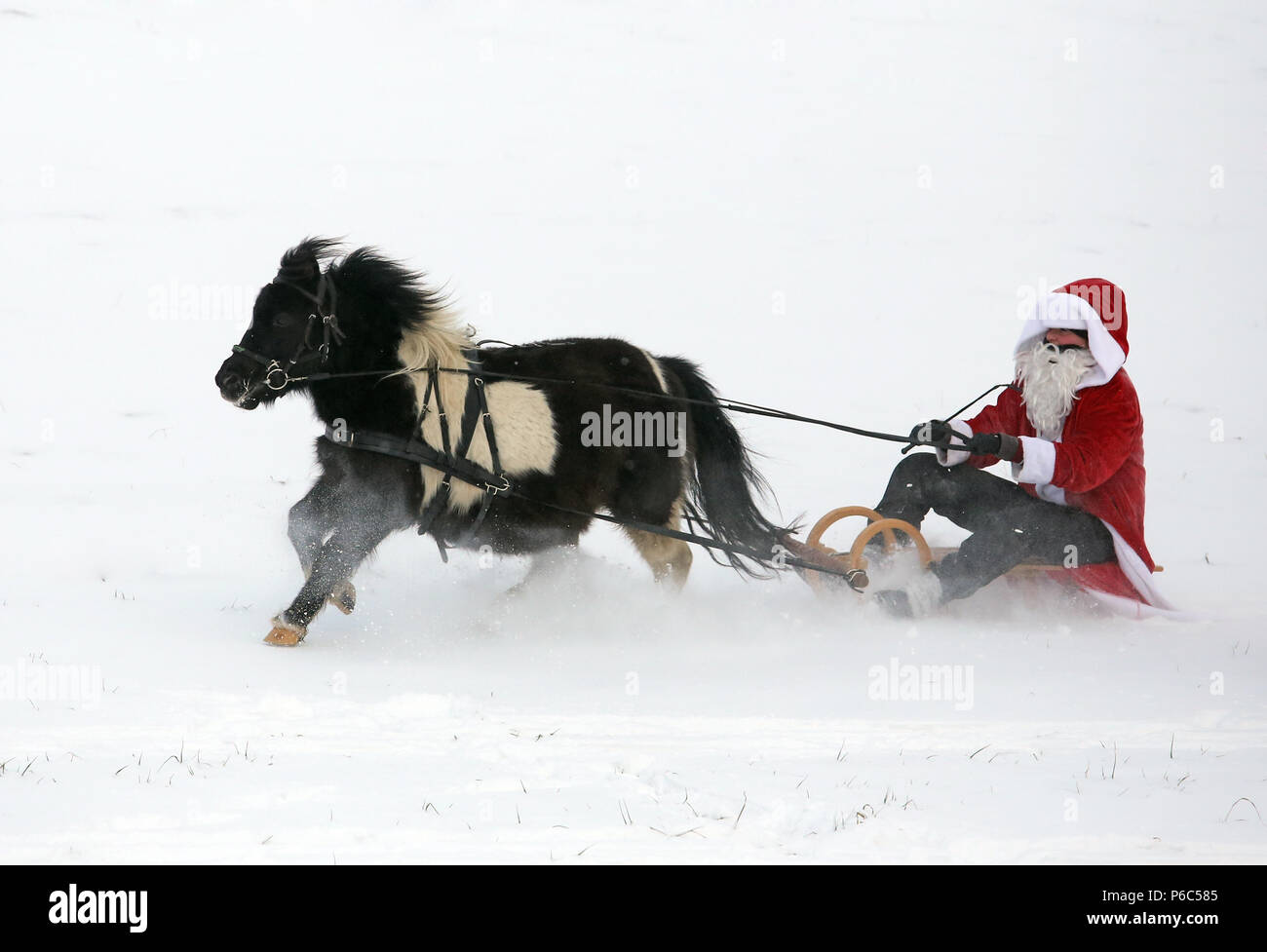 Oberoderwitz, Santa Claus makes a sleigh ride with his Shetland pony ...