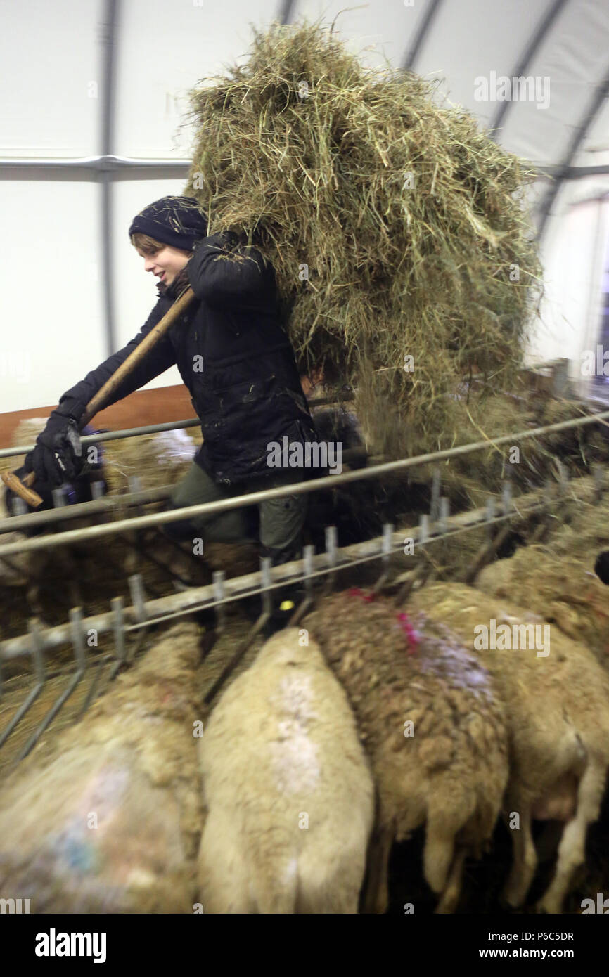 Stable boy hi-res stock photography and images - Alamy