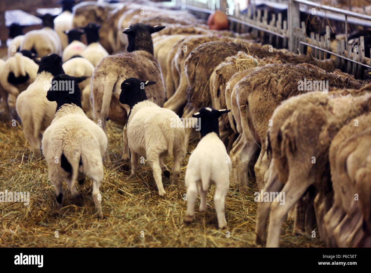 Dorper sheep lambs in hi-res stock photography and images - Alamy