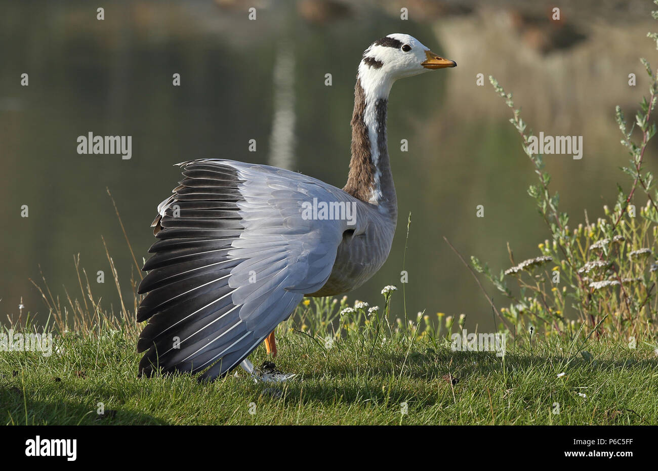 Goose anser portrait close hi-res stock photography and images - Alamy