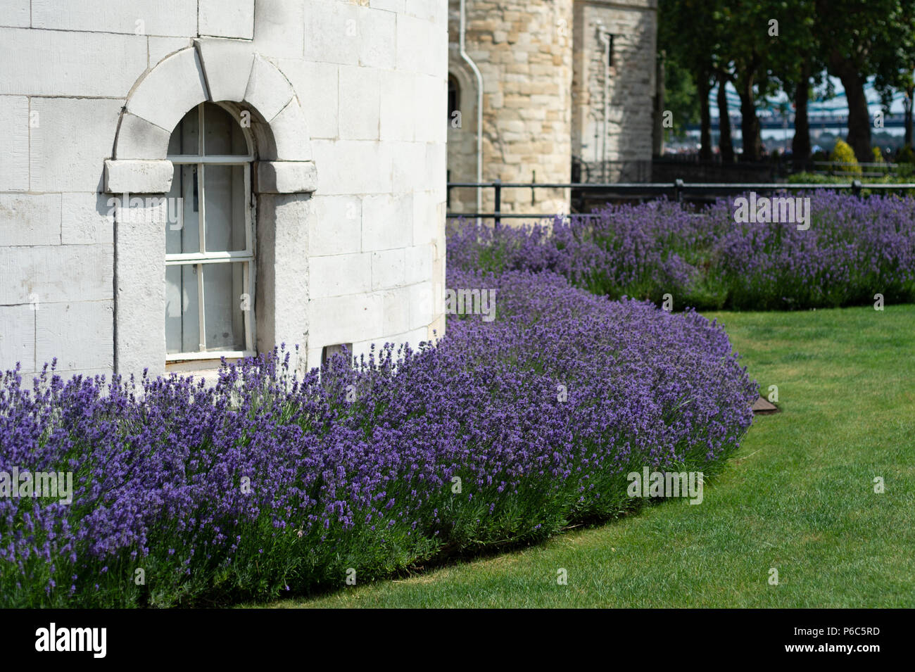 Lavender at the Tower of London Stock Photo - Alamy