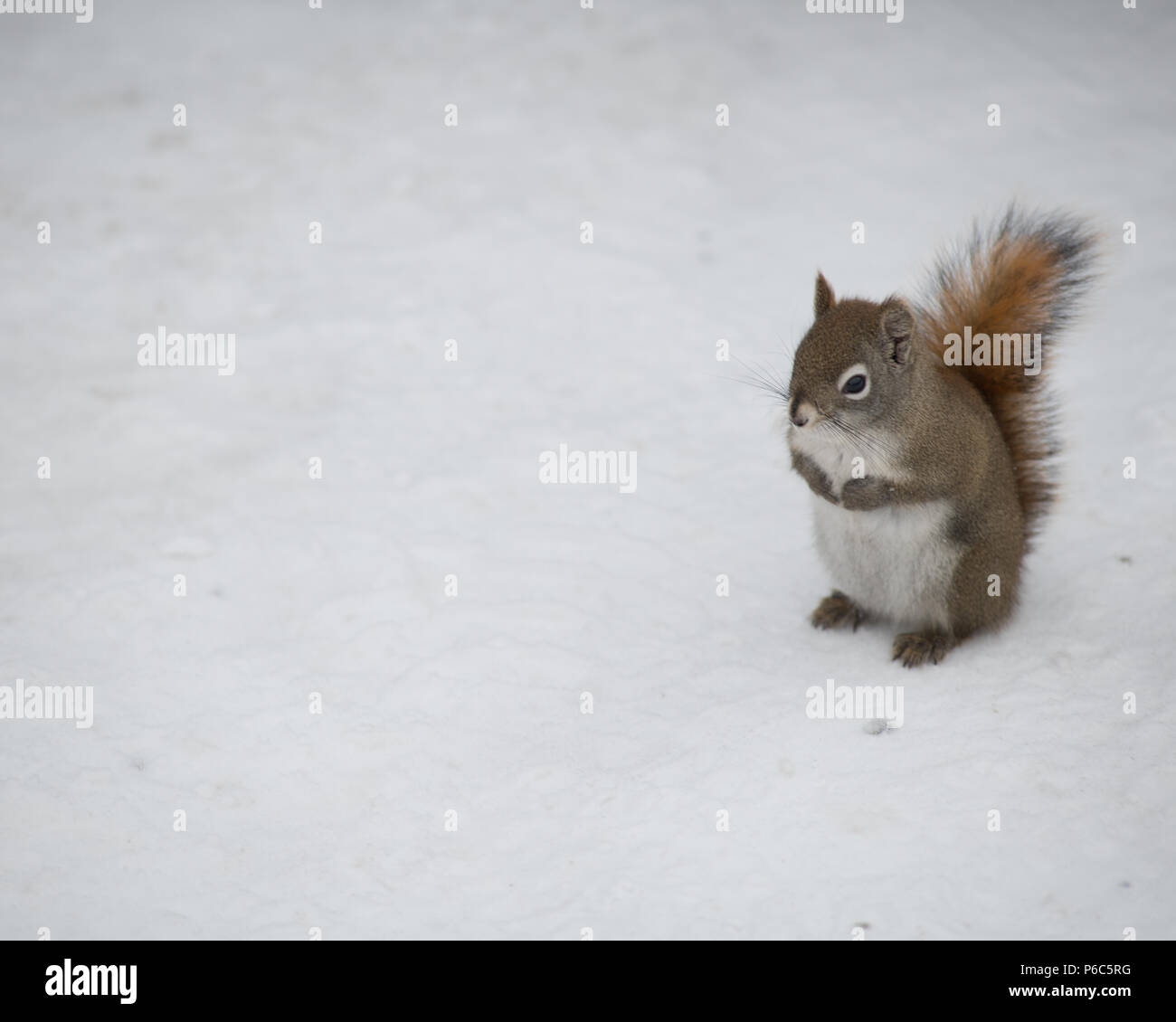 Fluffy creatures hi-res stock photography and images - Alamy