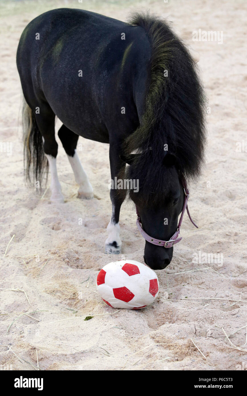 Doha, mini-Shetland pony plays with a soft football Stock Photo - Alamy