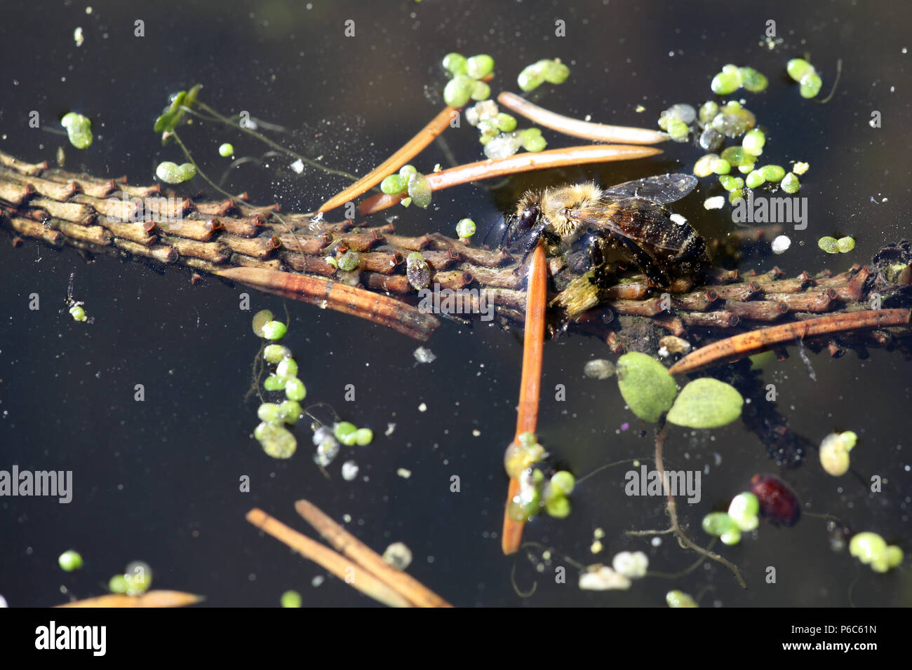 Berlin, Germany - Bee drinks water from a pond Stock Photo - Alamy