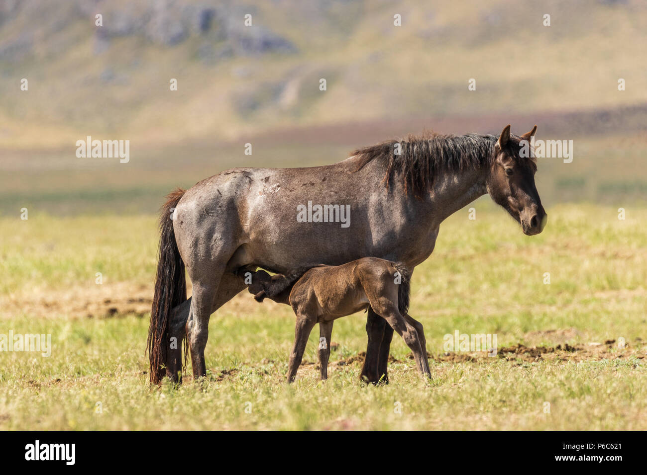 Wild Horse Mare and Foal Stock Photo - Alamy