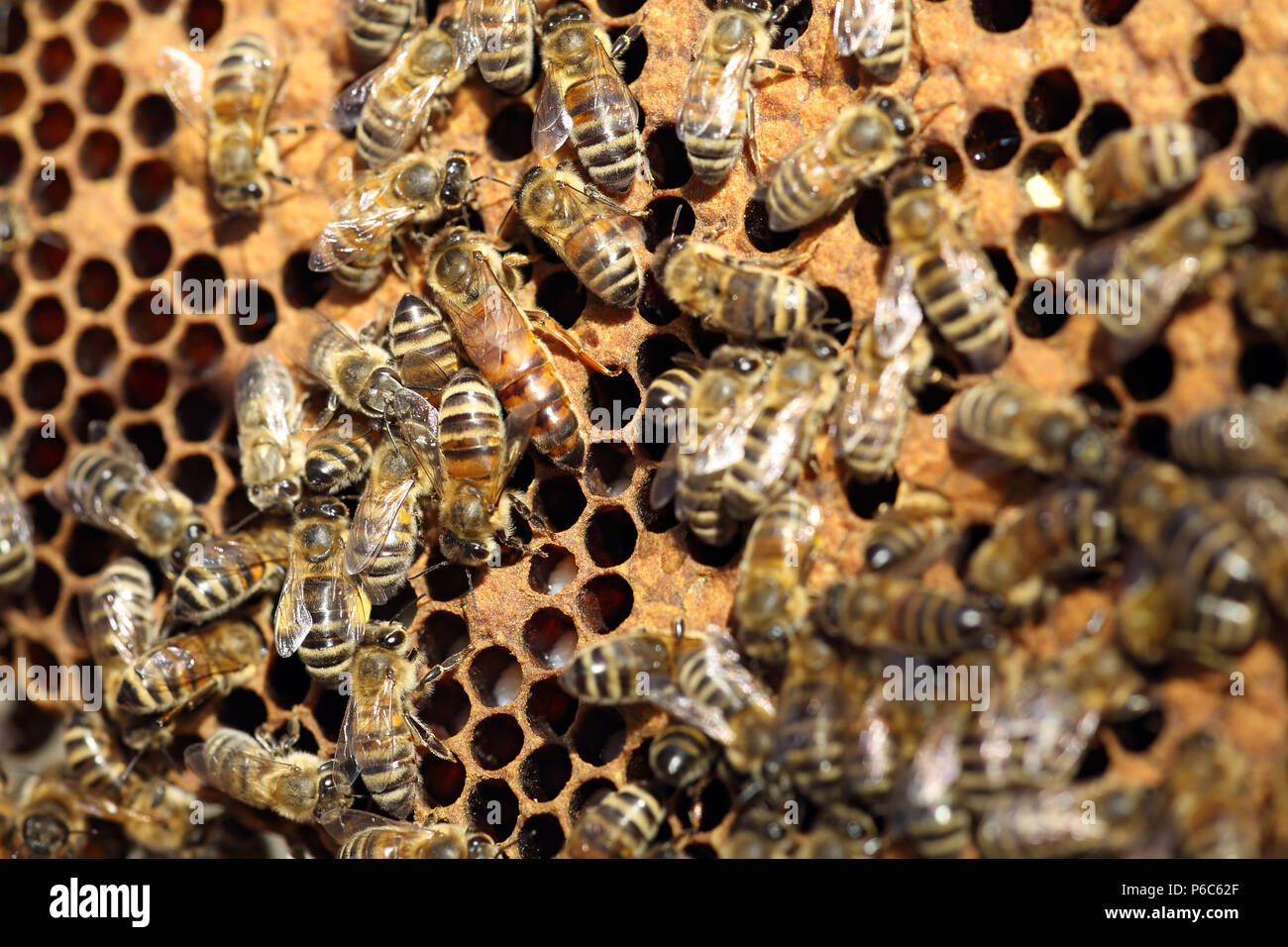 Queen bees hi-res stock photography and images - Alamy