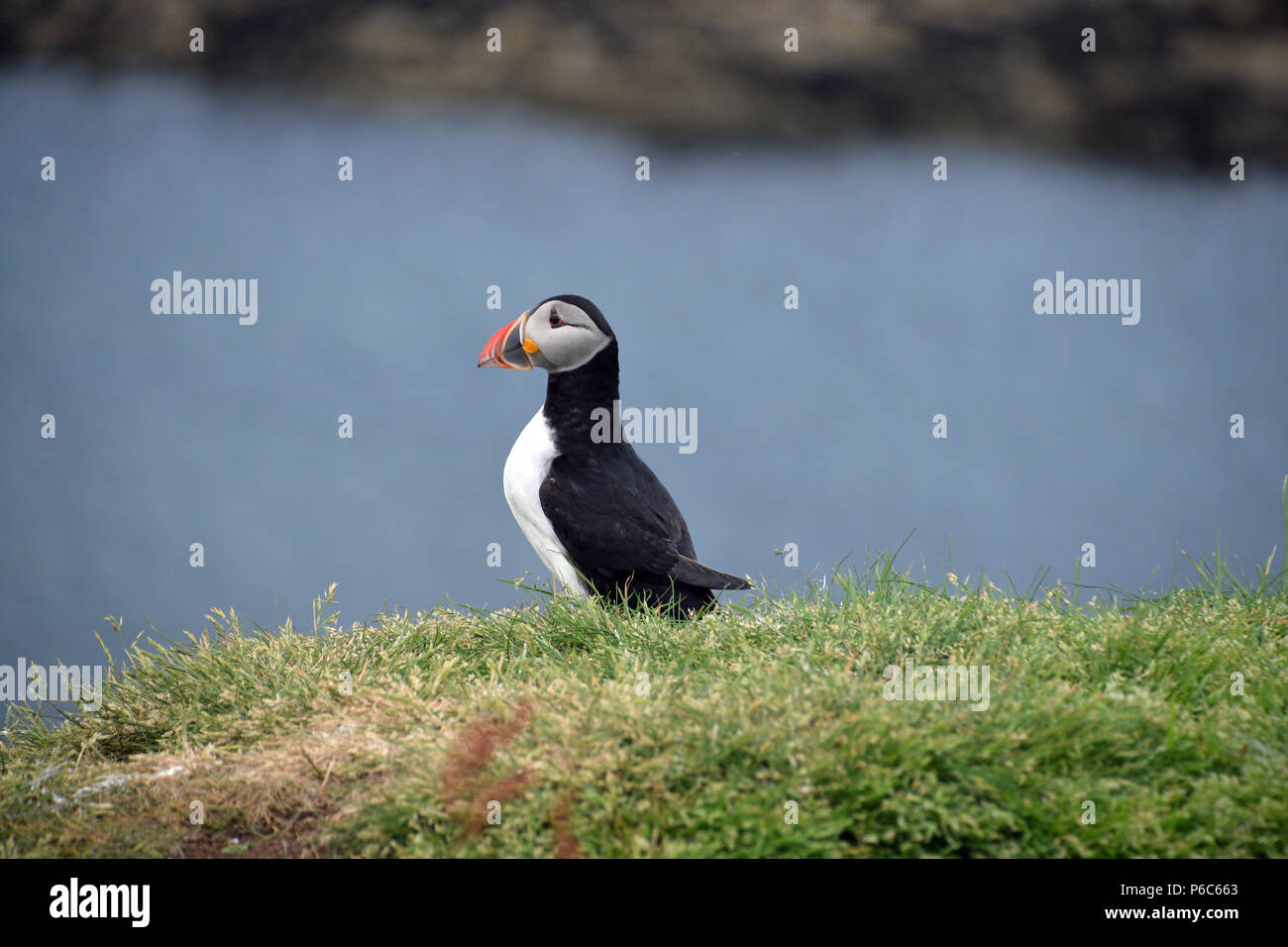 Beautiful puffin on coast hi-res stock photography and images - Alamy