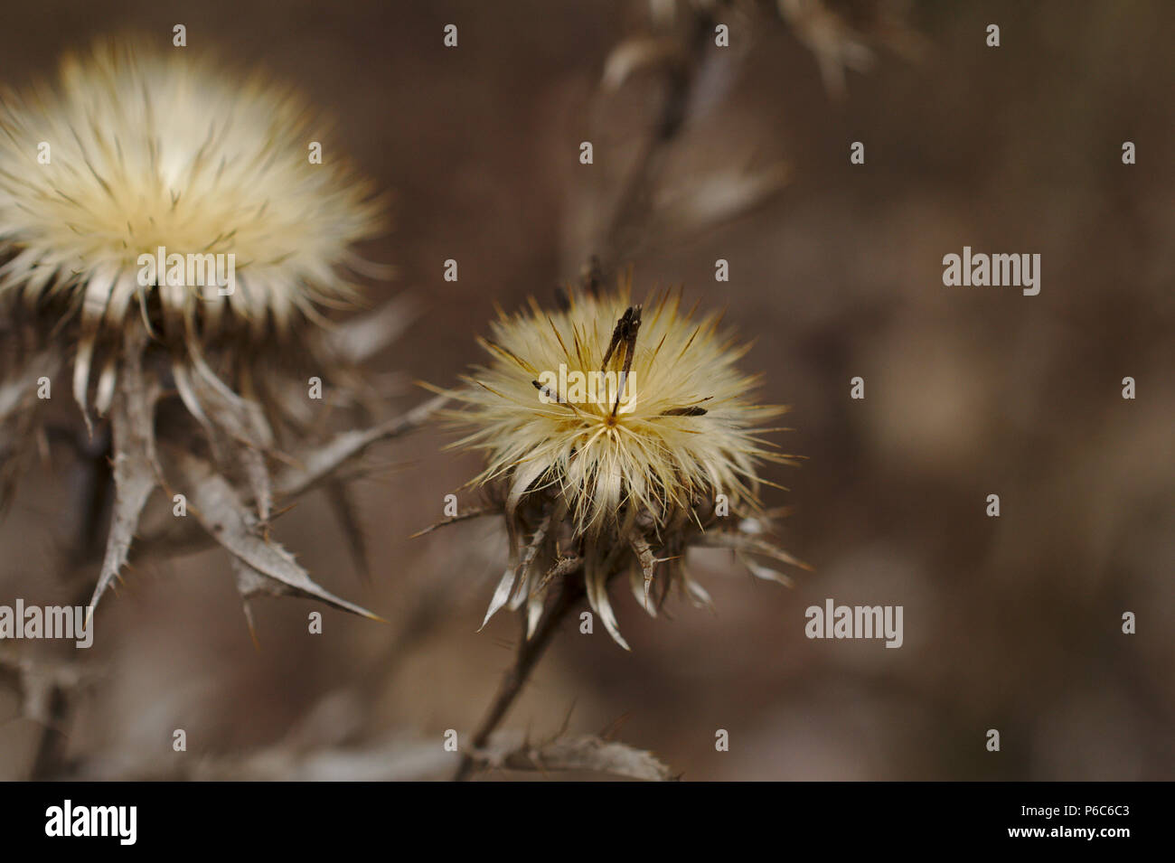 shiny dried thistle in front of brown background Stock Photo - Alamy