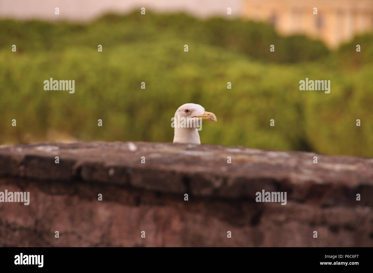 seagull head popping out behind a wall Stock Photo - Alamy