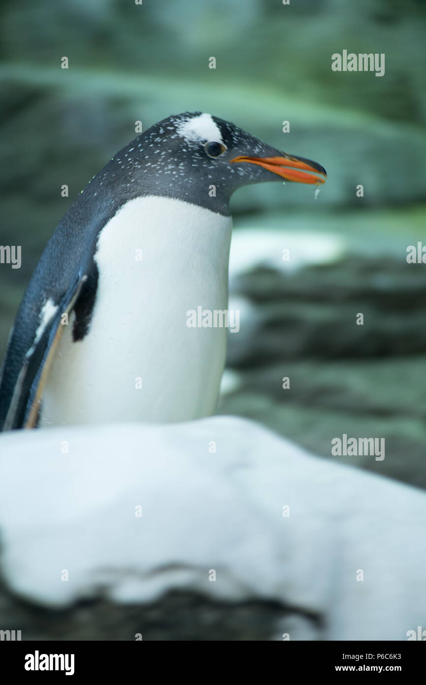 Fluffy penguins hi-res stock photography and images - Alamy