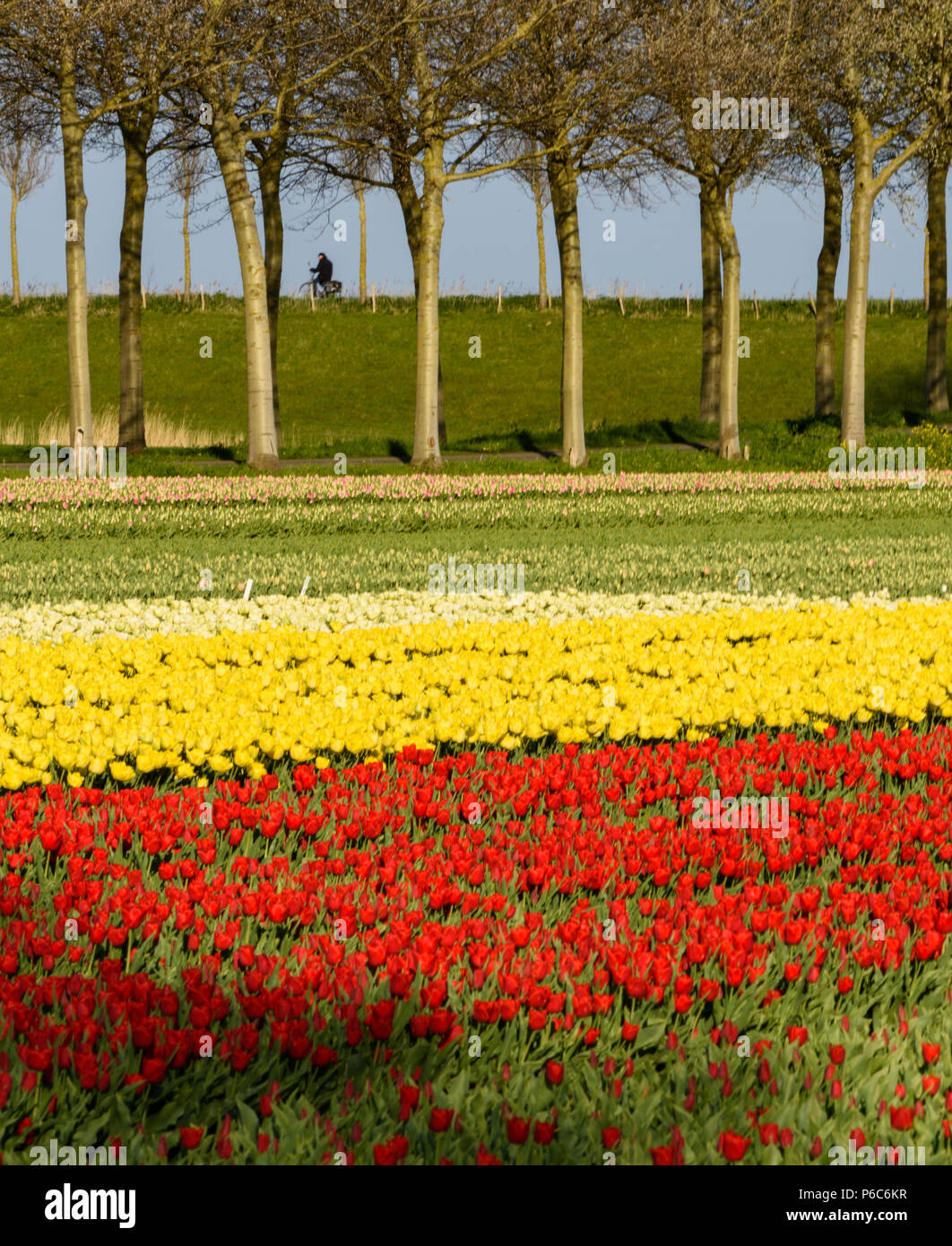 West friesland hi-res stock photography and images - Alamy