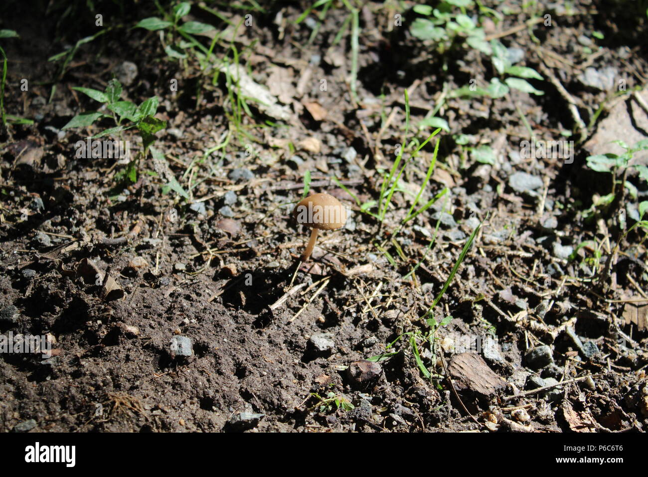 Baby mushroom in a park hi-res stock photography and images - Alamy