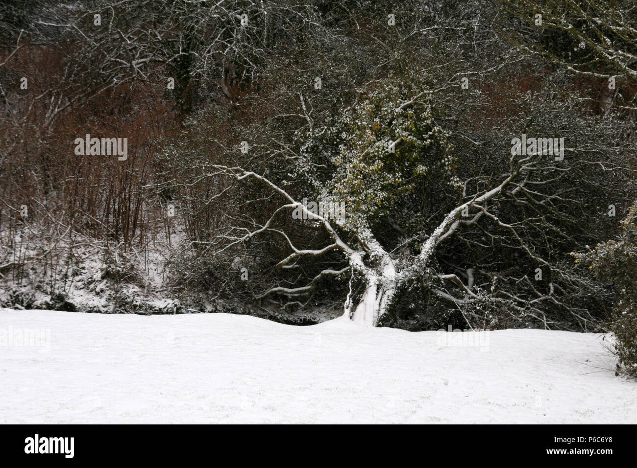 Tree clad hi-res stock photography and images - Alamy