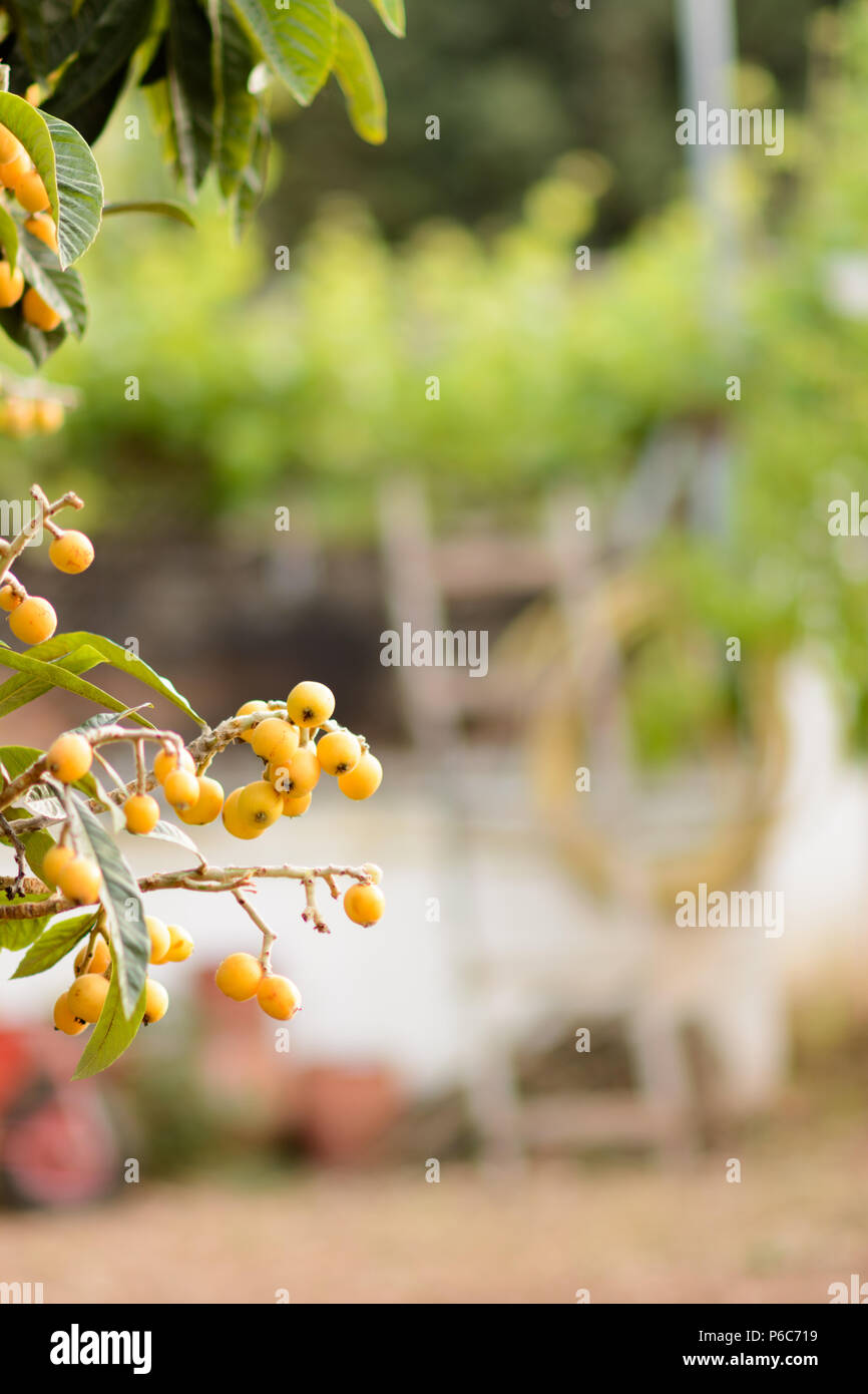 Grece anthogogy hi-res stock photography and images - Alamy