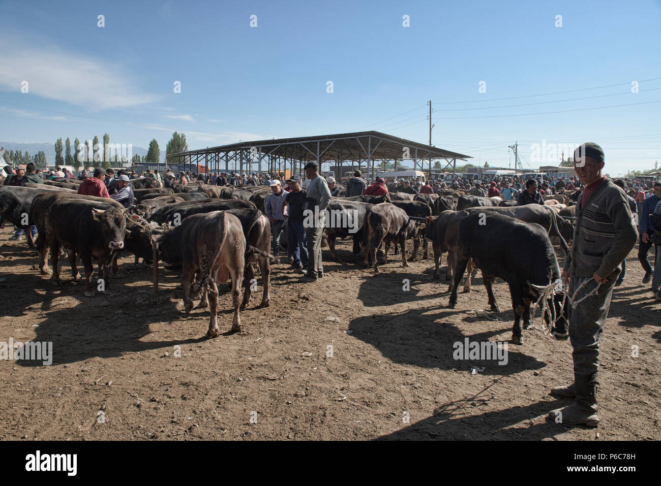 Scenes from the Sunday Animal Market, Karakol, Kyrgyzstan Stock Photo ...