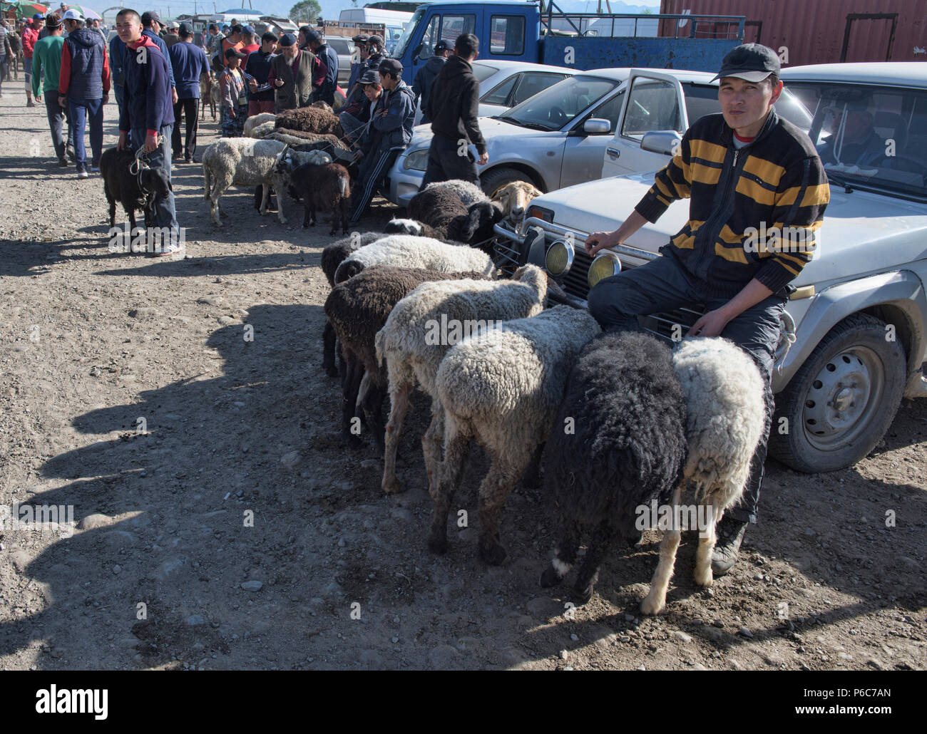 Scenes from the Sunday Animal Market, Karakol, Kyrgyzstan Stock Photo ...