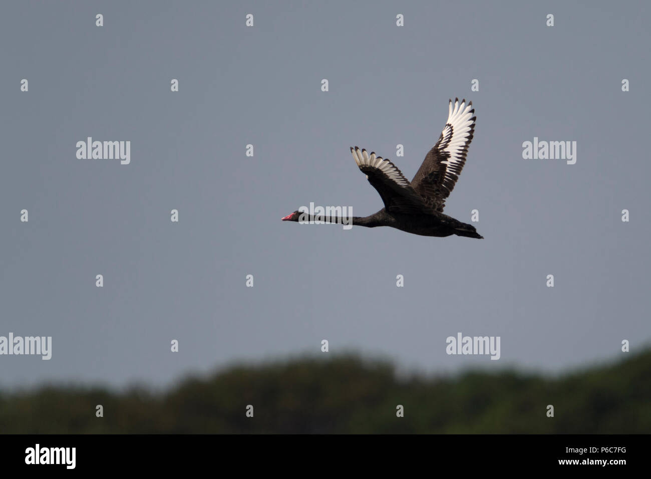 black swan in flight with wings raised narawntapu national park ...
